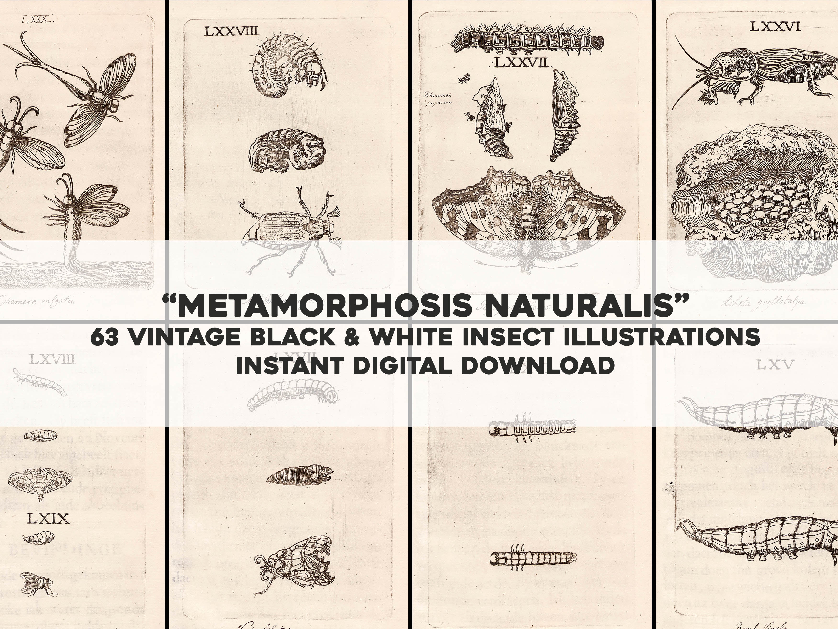 Natural Metamorphosis Black & White | Insect Images - CleanArchives
