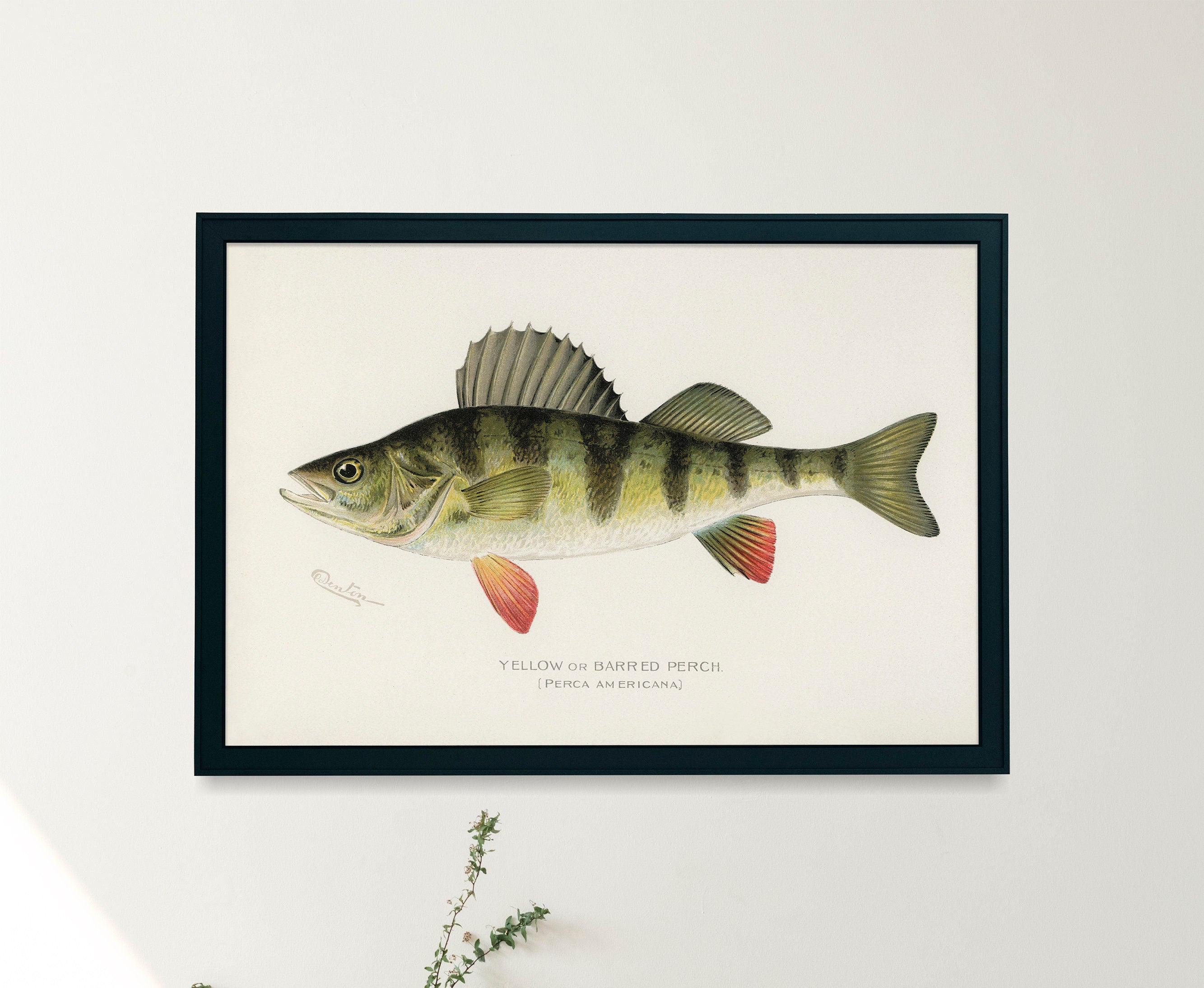 Game Fish of America Yellow Perch | Fish Images - CleanArchives