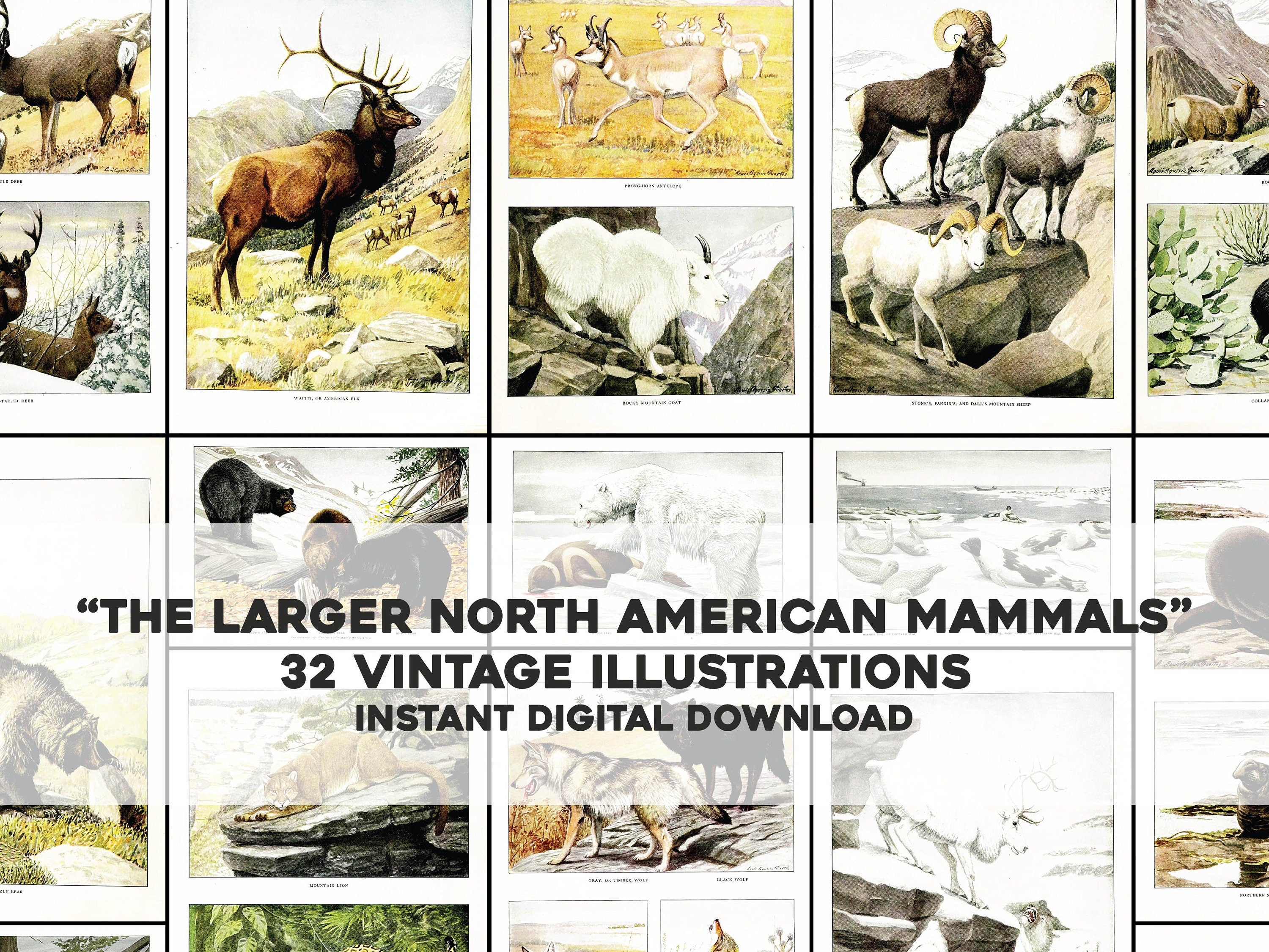 The Larger North American Mammals | Animal Images - CleanArchives