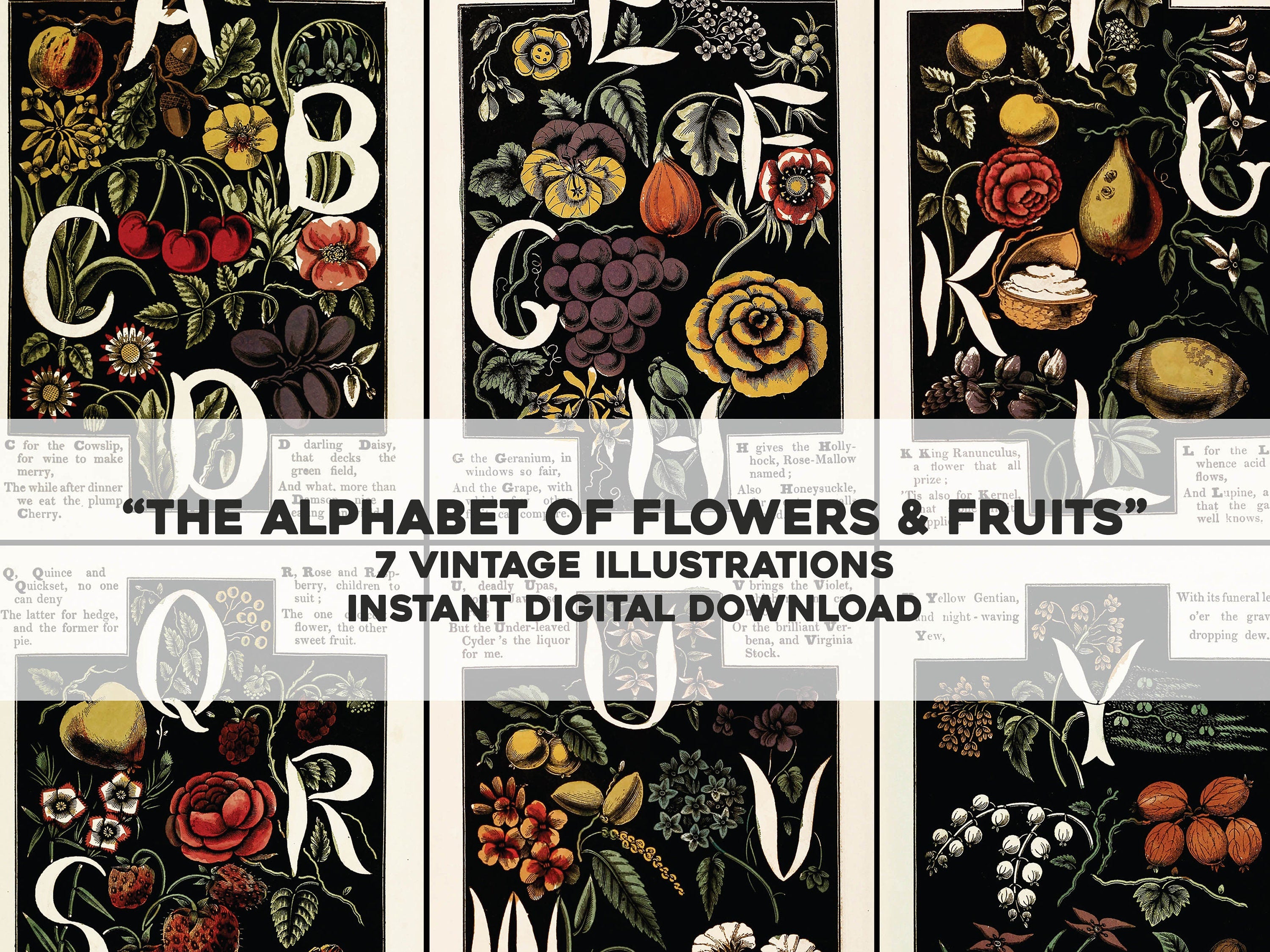 The Alphabet of Flowers & Fruit | Illustrated Book Images - CleanArchives