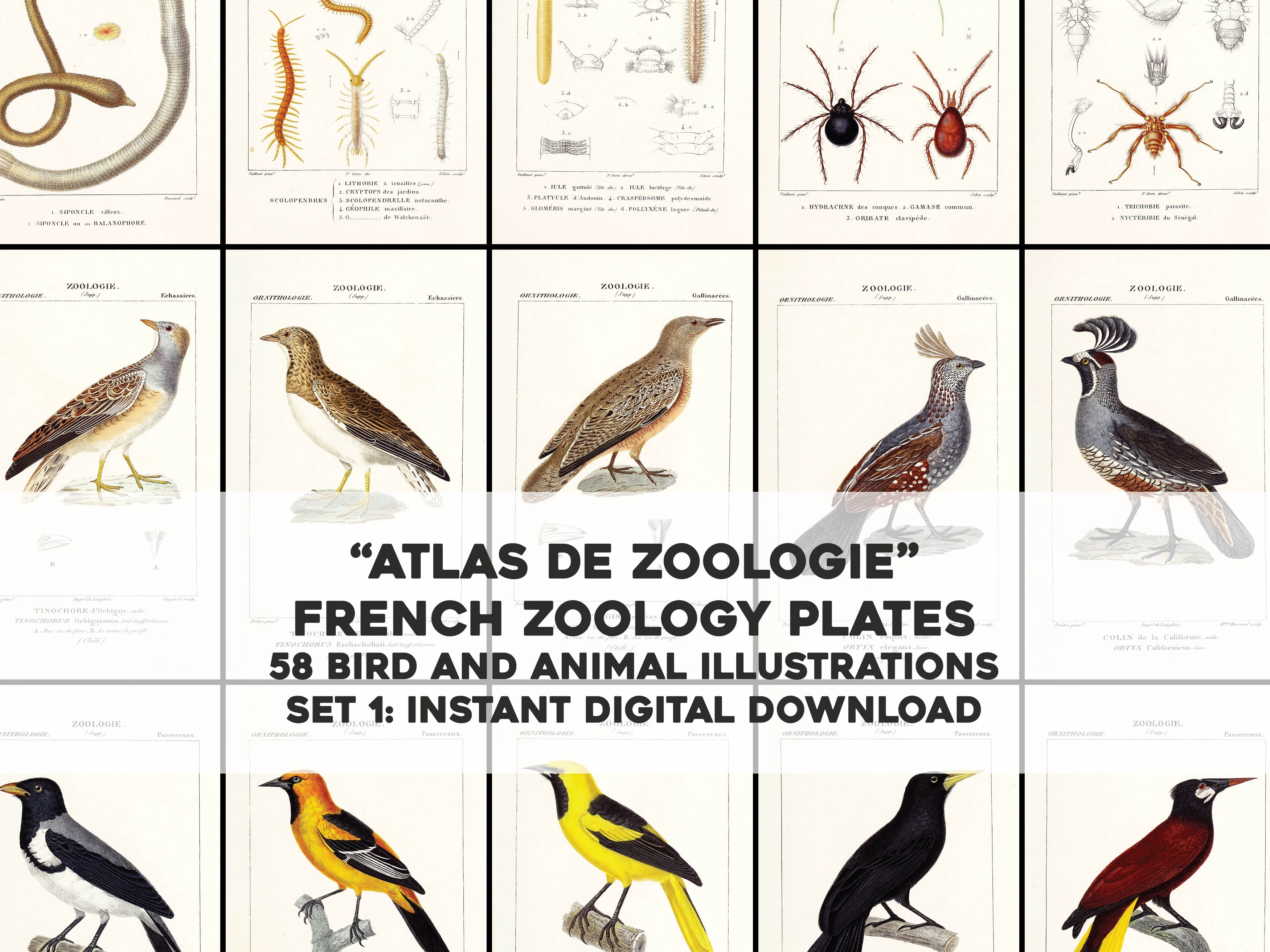 Atlas of Zoology of New or Little Known Animals Set 1 | Bird Images ...