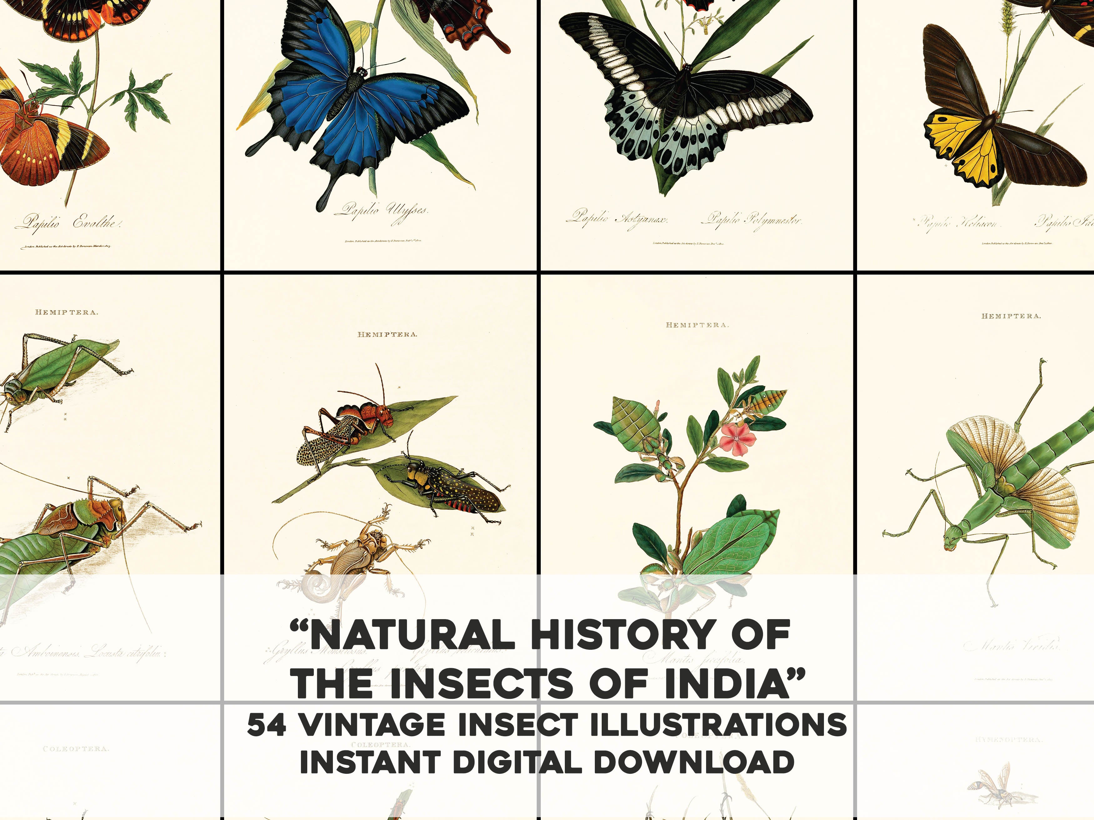 Epitome of the Natural History of the Insects of India | Insect Images ...