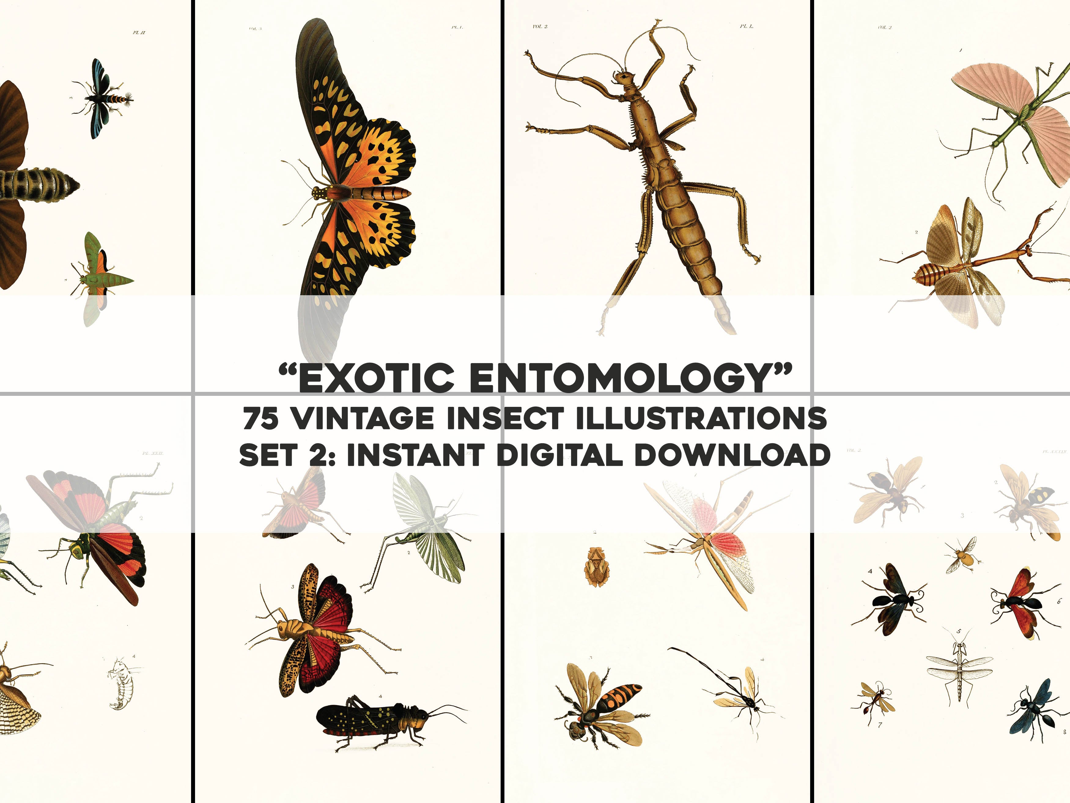 Exotic Entomology Set 2 | Insect Images - CleanArchives