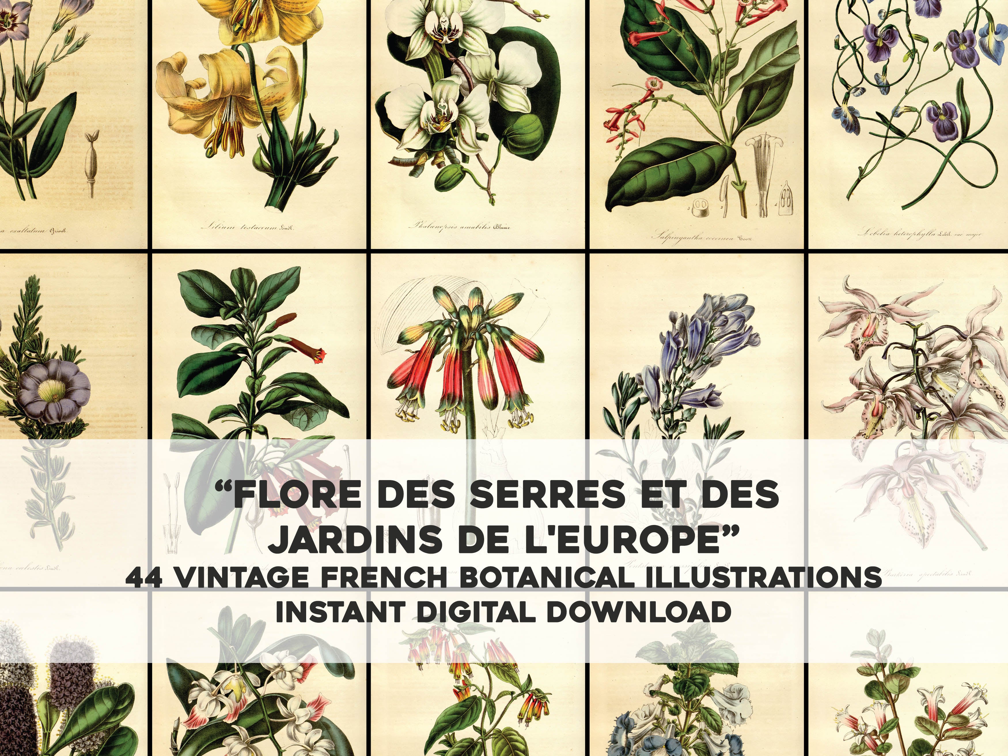 Flora of the Gardens and Greenhouses of Europe 44 Images | Flower ...