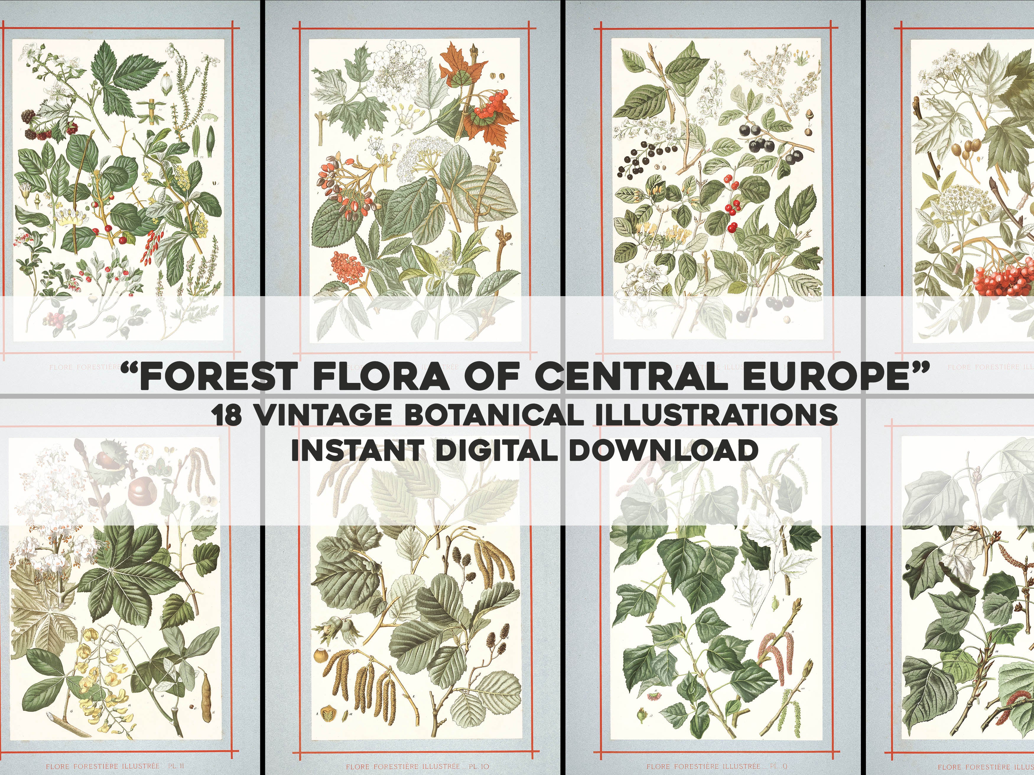 Forest Flora of Central Europe | Flower Images - CleanArchives
