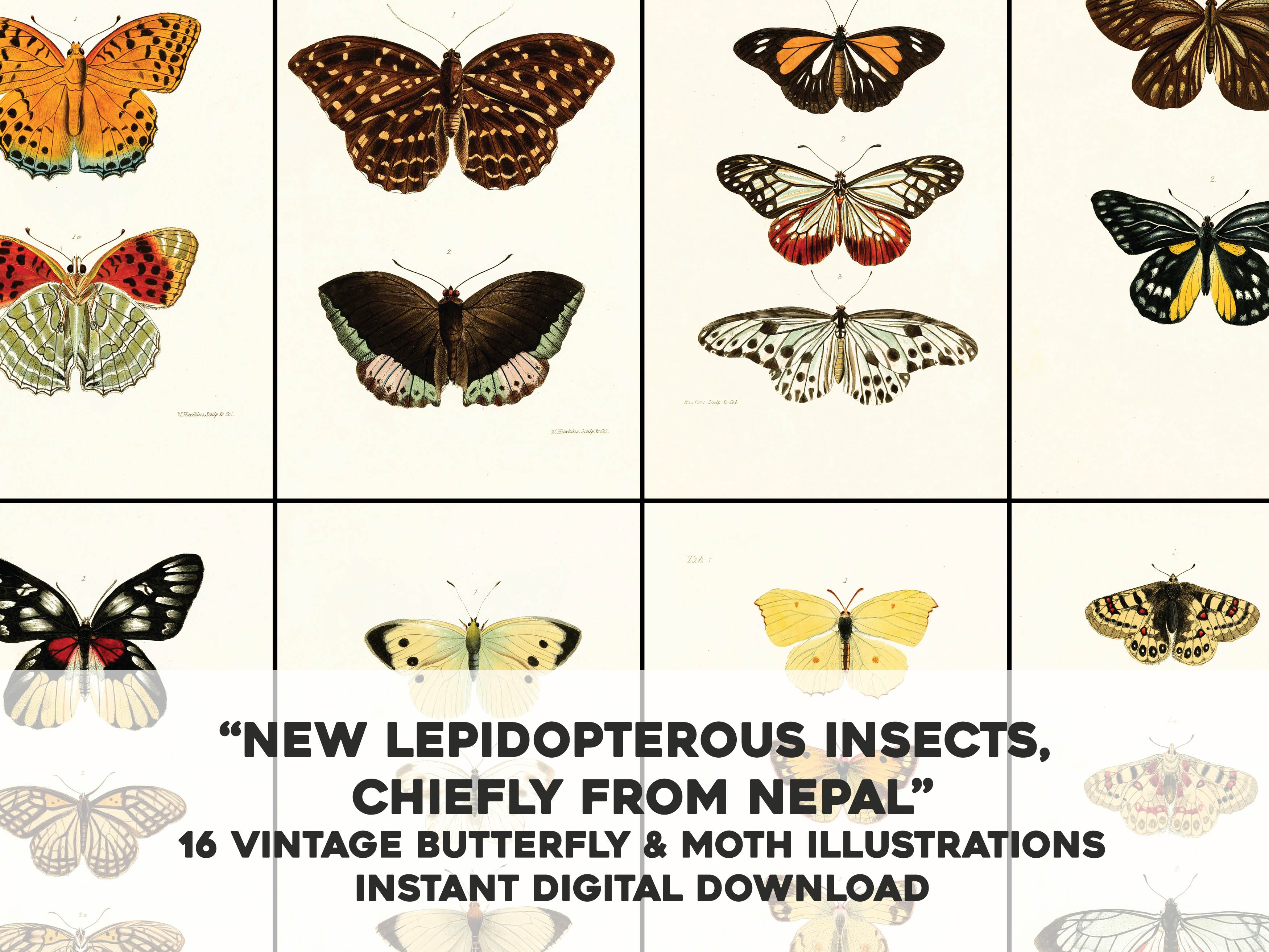 Lepidoptera from Nepal | Insect Images - CleanArchives