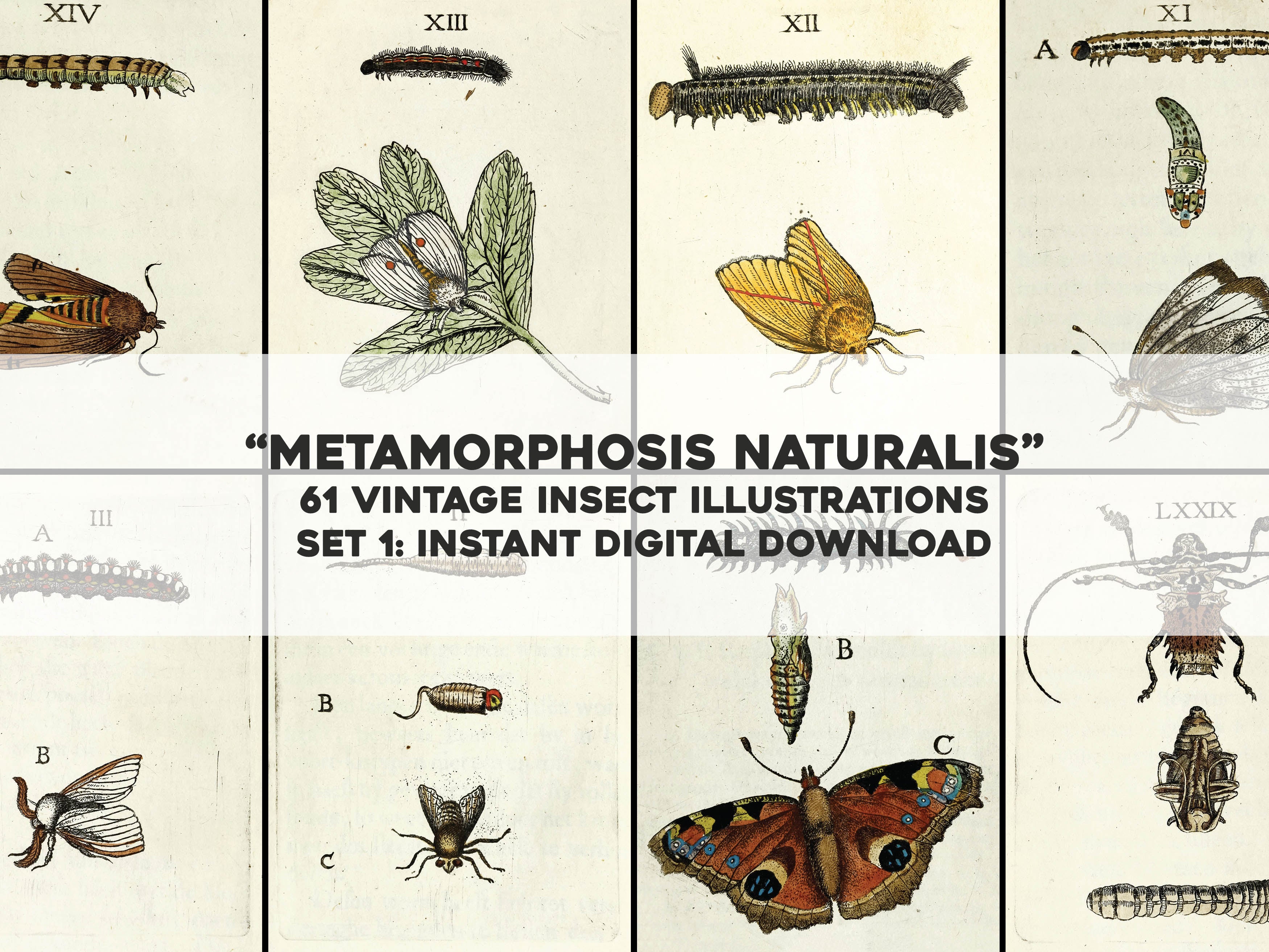 Natural Metamorphosis Color Set 1 | Insect Images - CleanArchives