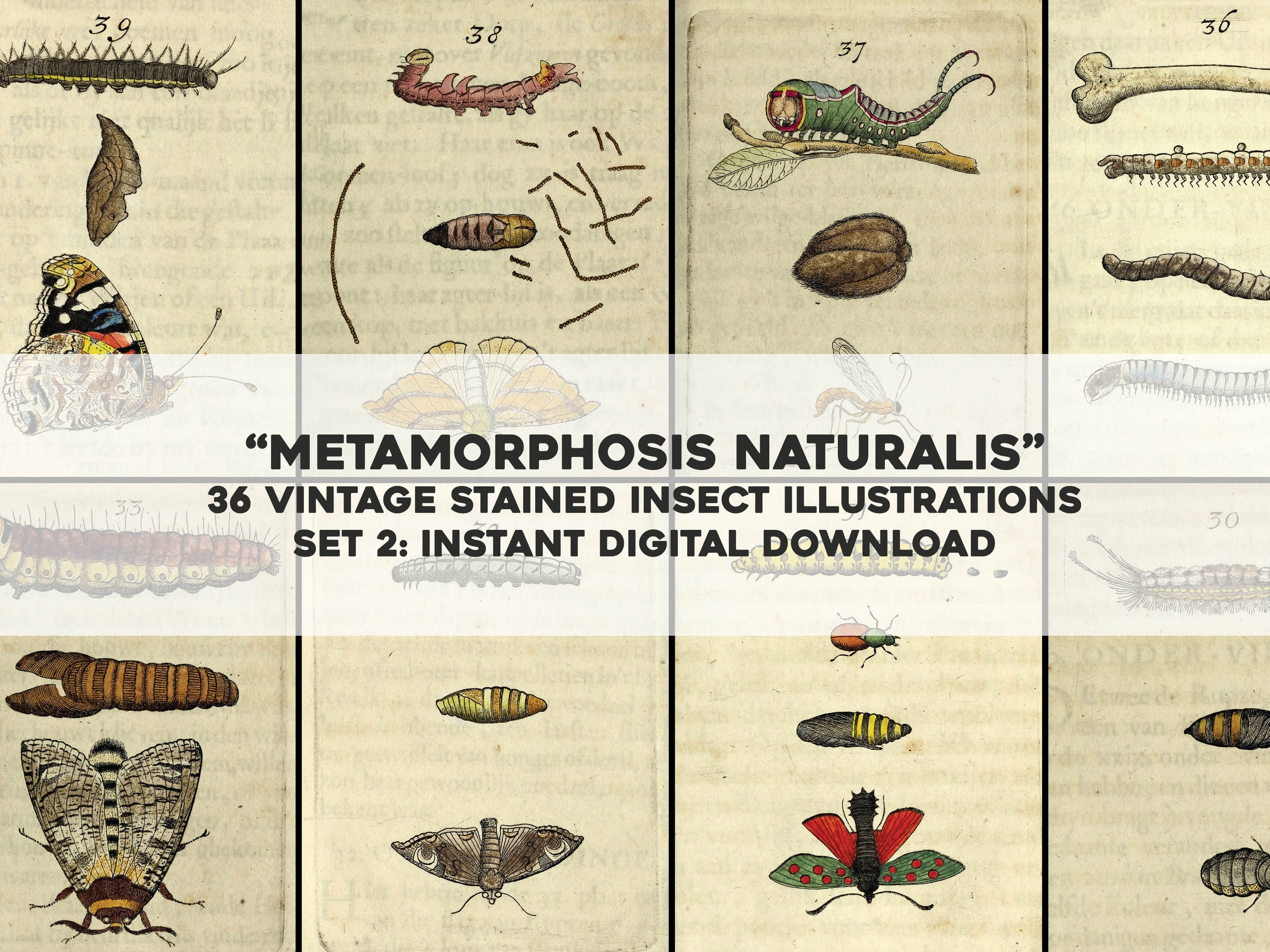 Natural Metamorphosis Color Set 2 | Insect Images - CleanArchives