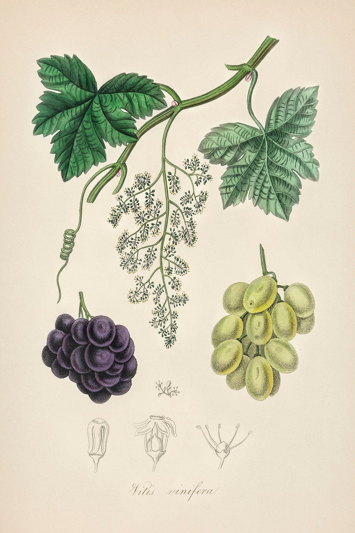Medical Botany 4"x6" Collage Kit | Collage Kit Images - CleanArchives