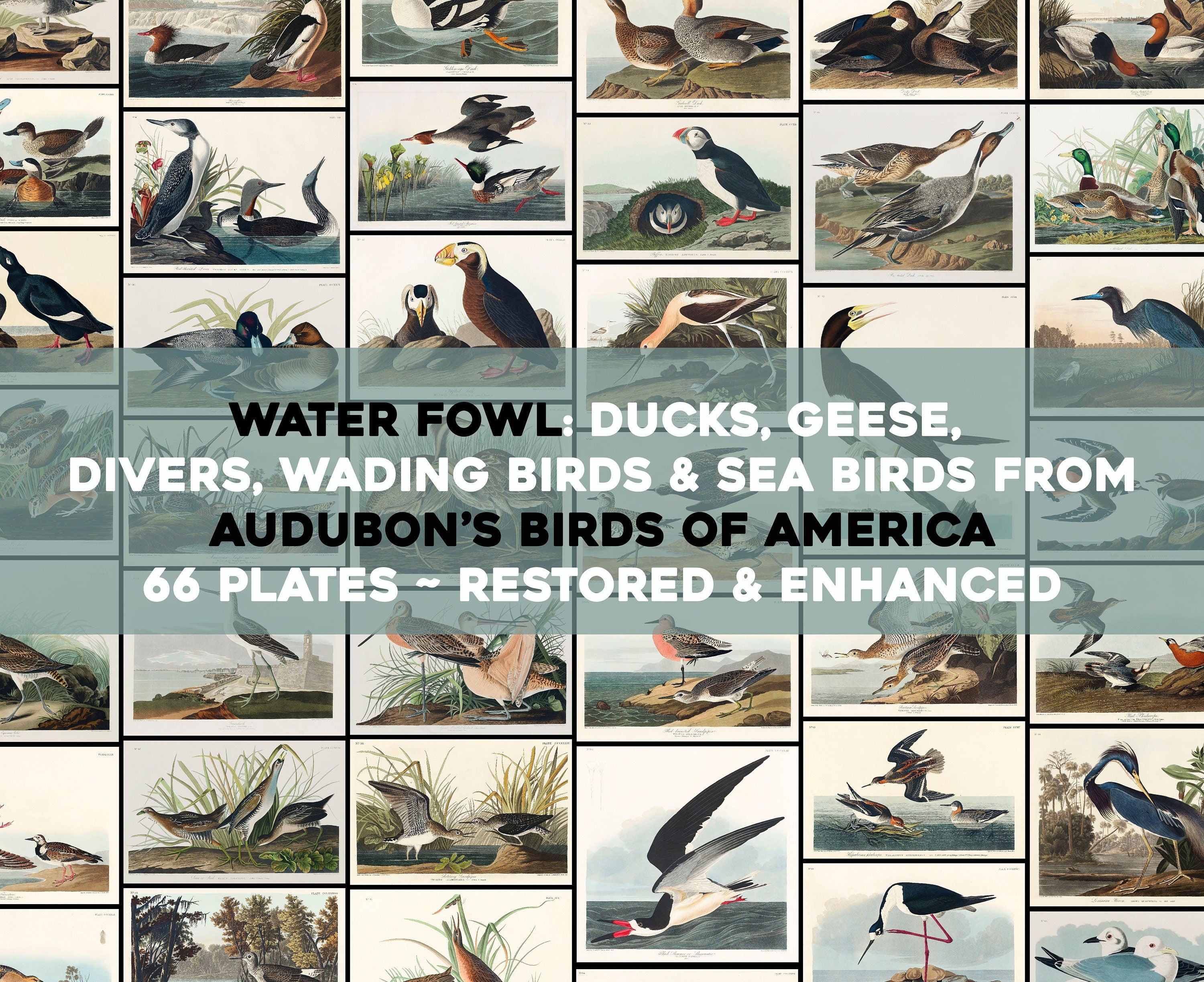 Audubon's Birds of America Water Fowl & Sea Birds | Bird Images ...