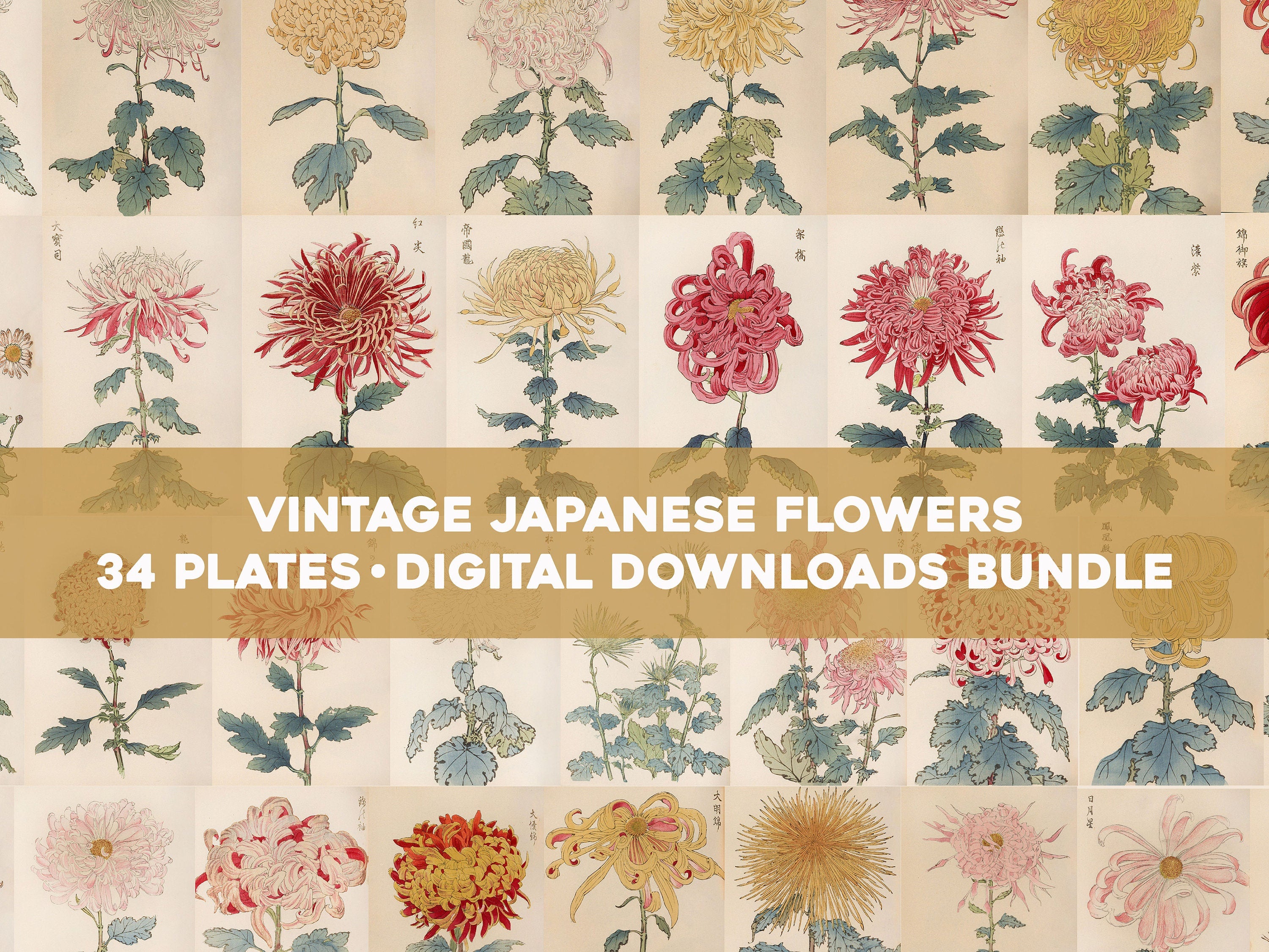 Keika Hyakugiku Japanese Flower Paintings | Japanese Art Images ...