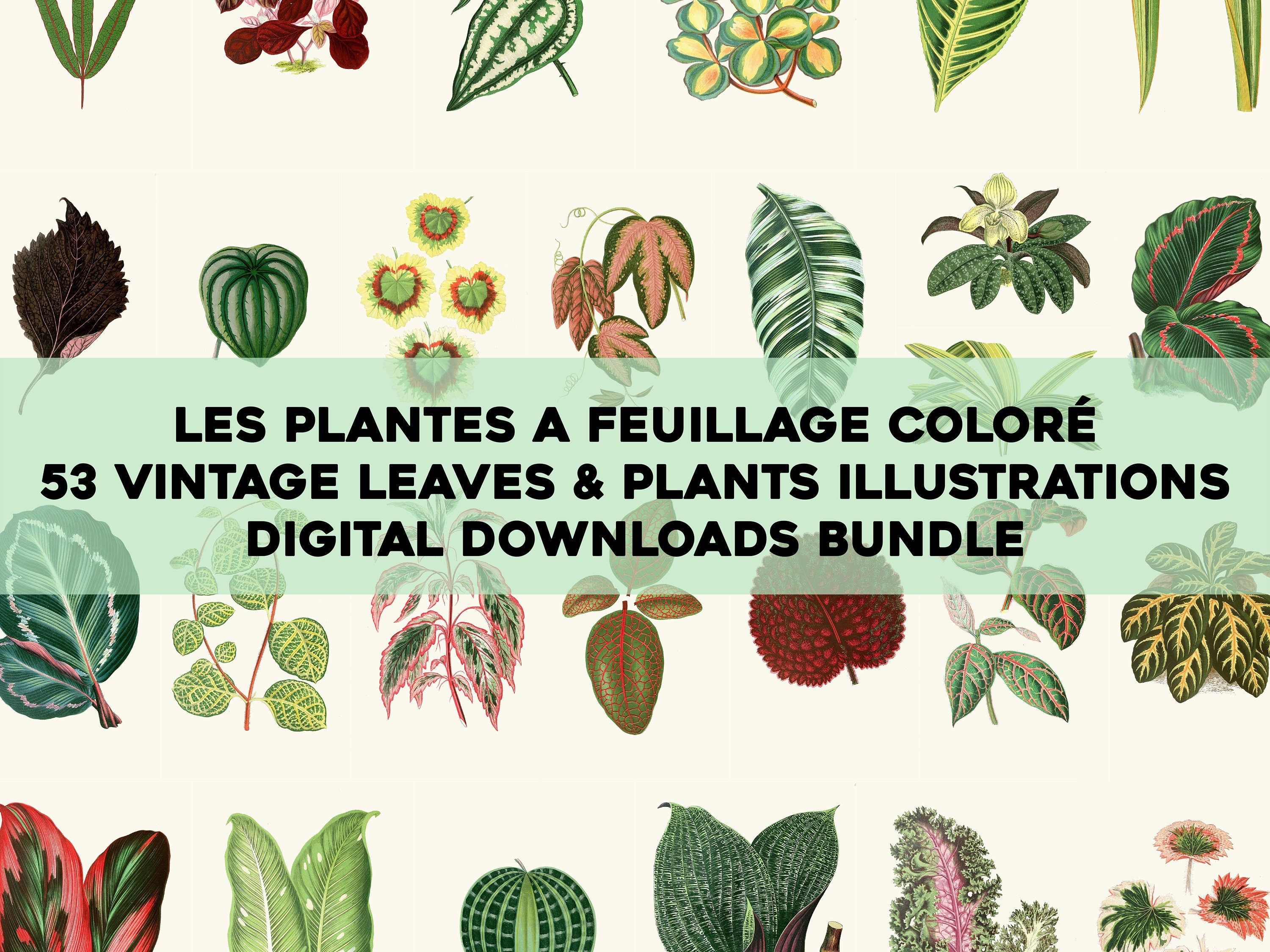 Plants with Colorful Foliage | Flower Images - CleanArchives