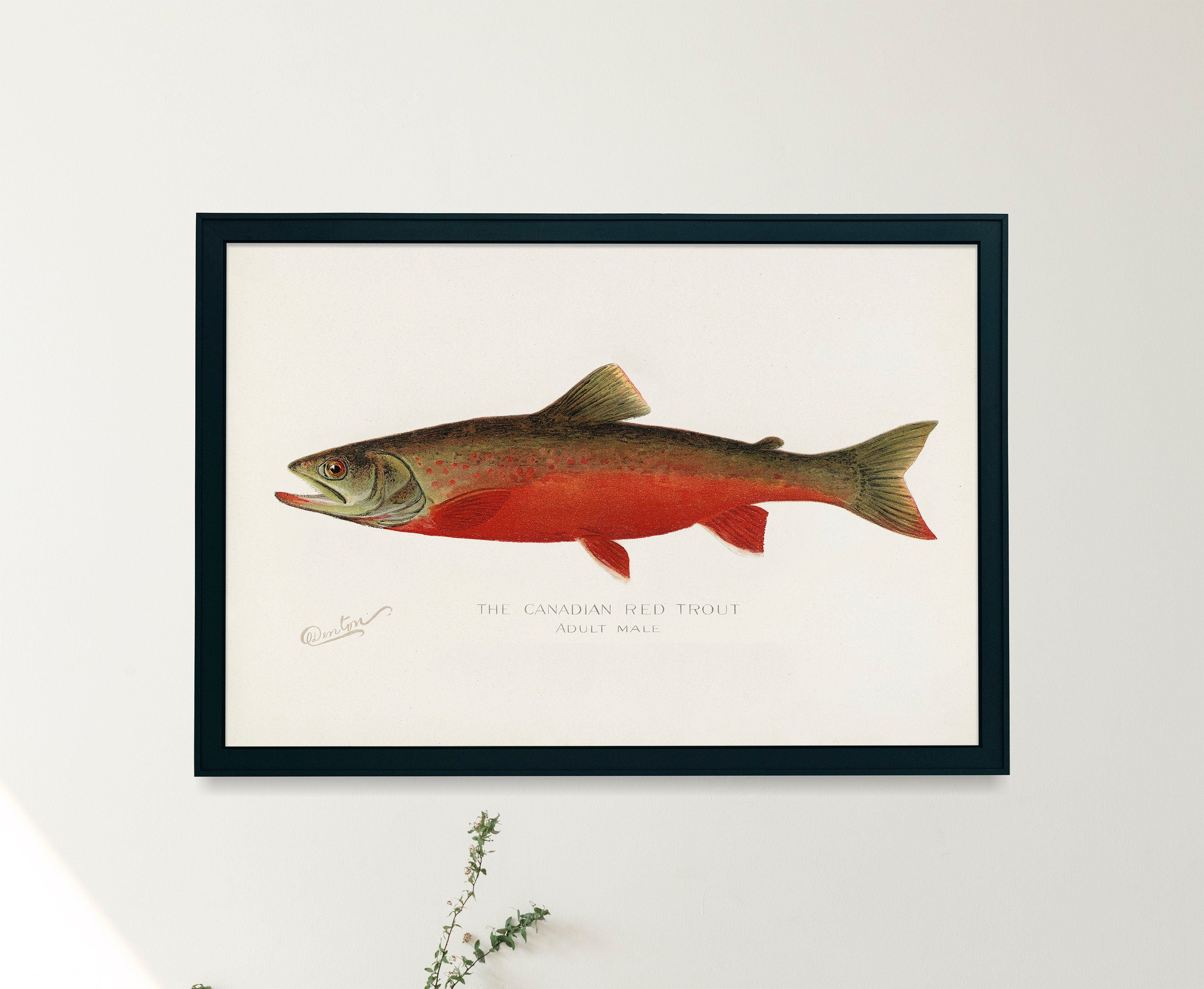 Game Fish of America Canadian Red Trout | Fish Images - CleanArchives