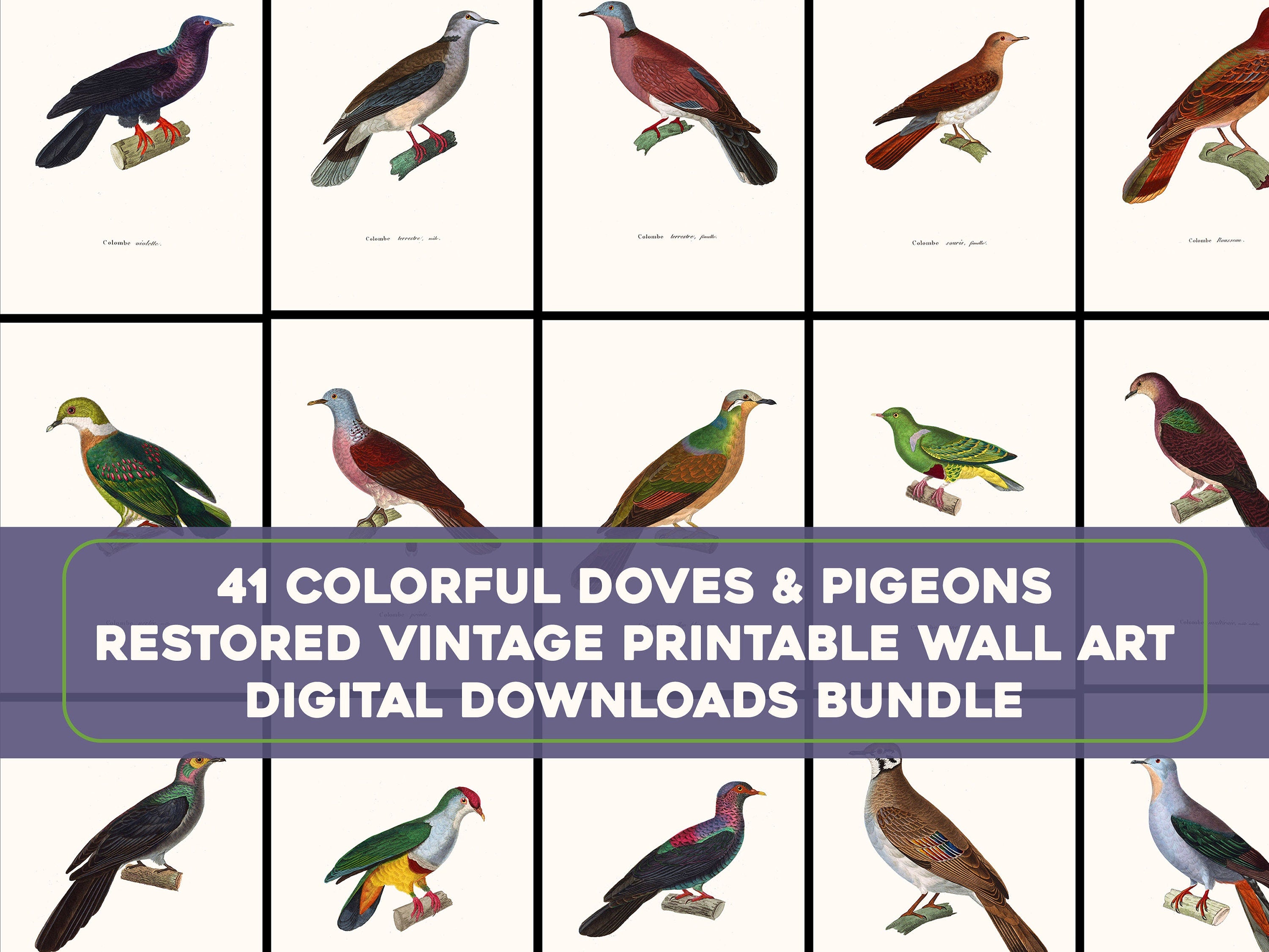 The New Collection of Painted Birds Doves | Bird Images - CleanArchives
