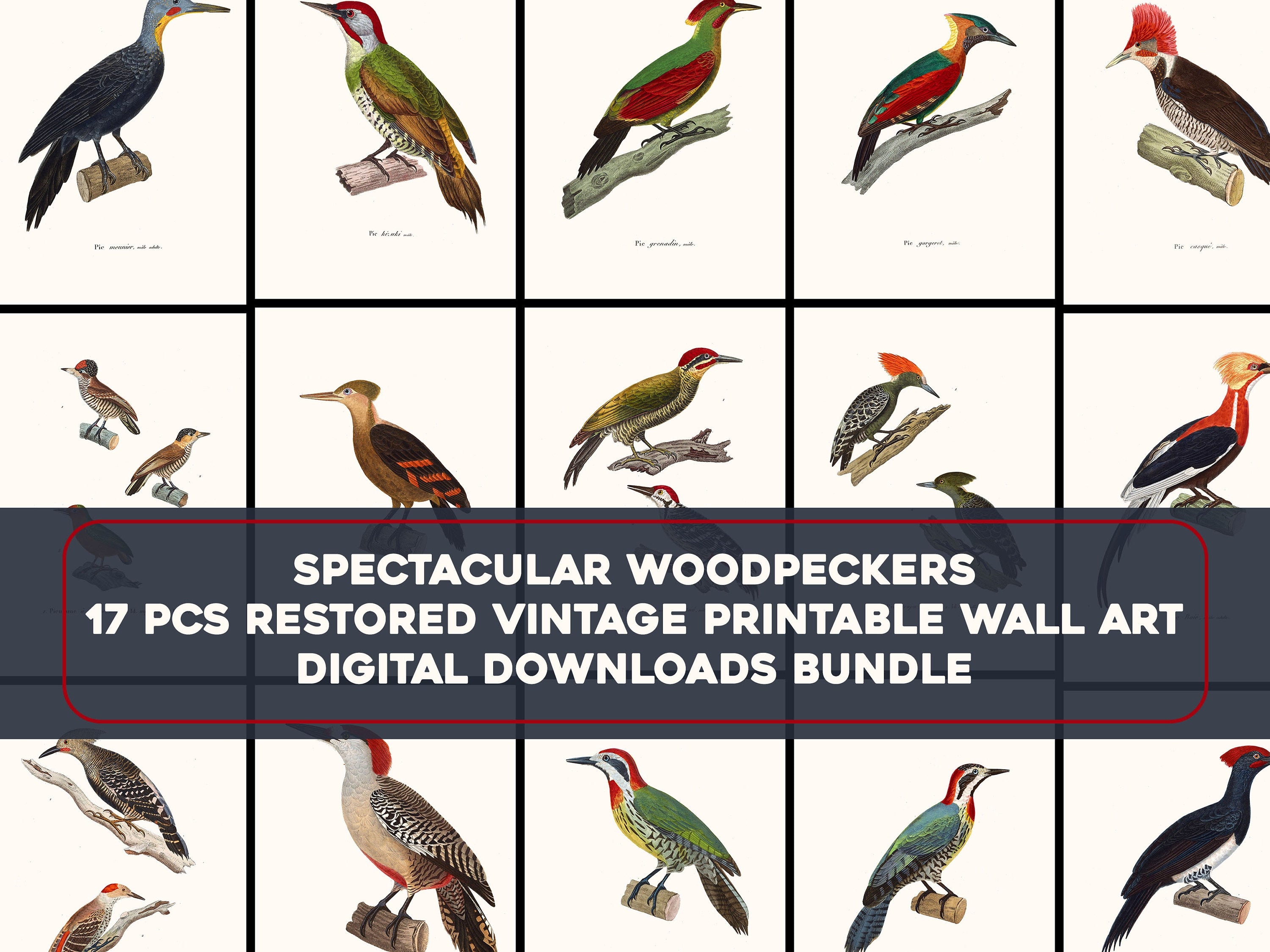The New Collection of Painted Birds Woodpeckers | Bird Images ...