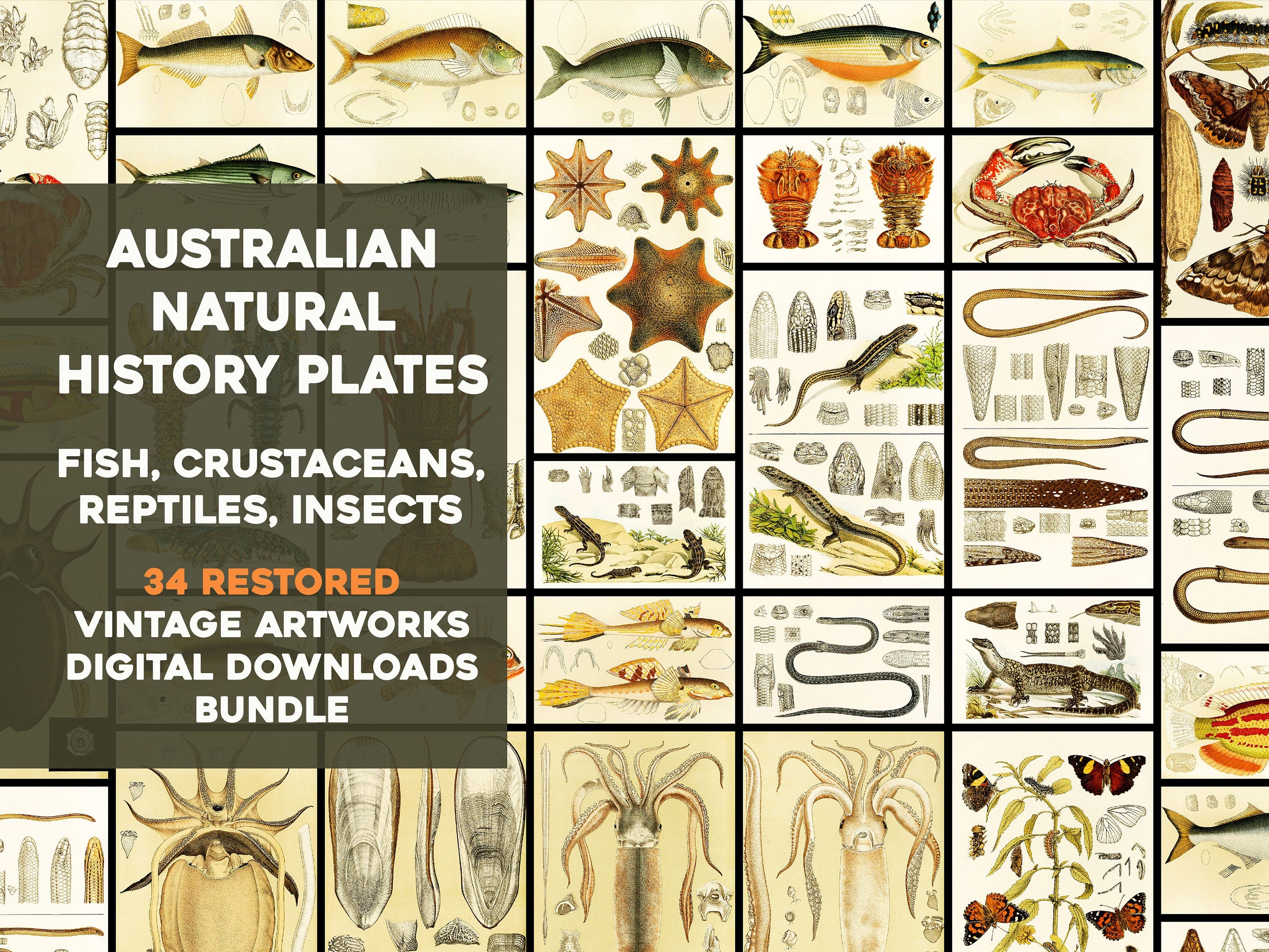 The Natural History of Victoria | Animal Images - CleanArchives