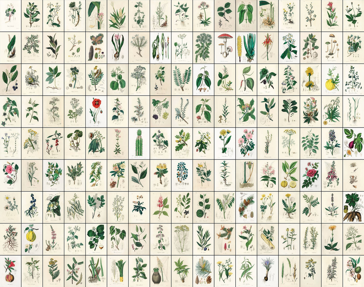 Medical Botany 4"x6" Collage Kit | Collage Kit Images - CleanArchives
