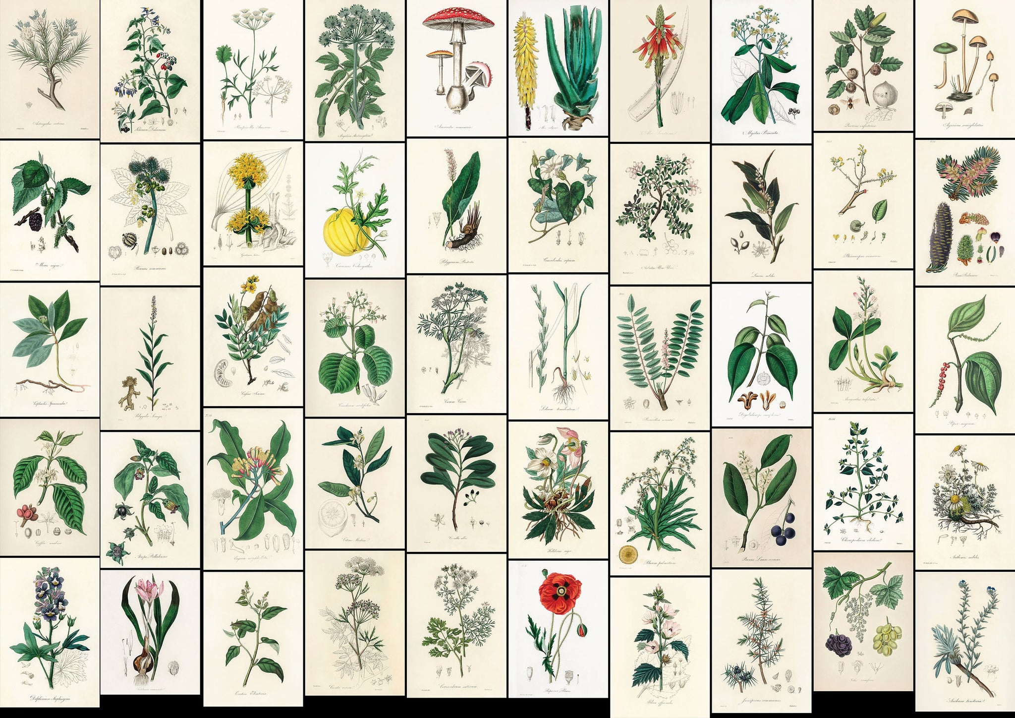 Medical Botany Set 1 | Medicinal Botanical Images - CleanArchives