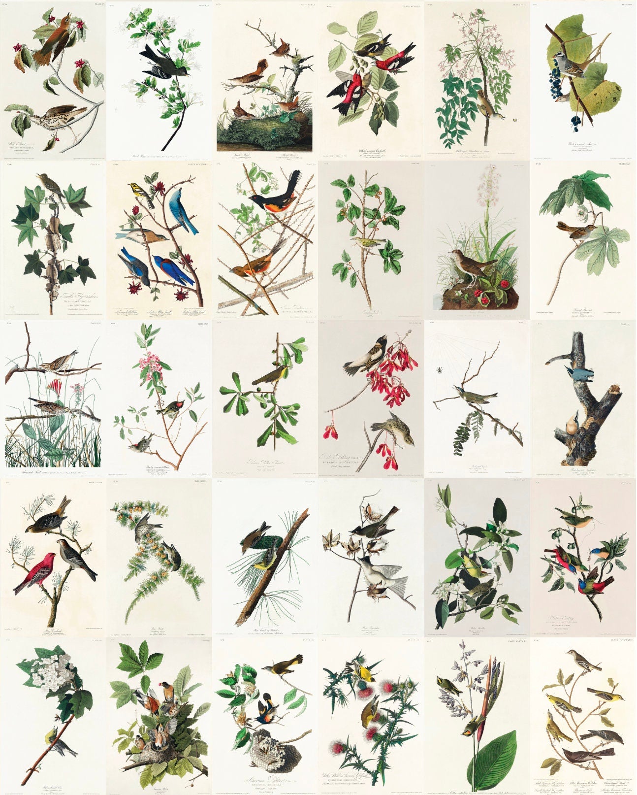 Backyard Songbirds 4"x6" Collage Kit Set | Collage Kit Images ...