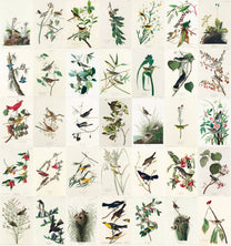Backyard Songbirds 4"x6" Collage Kit Set | Collage Kit Images ...