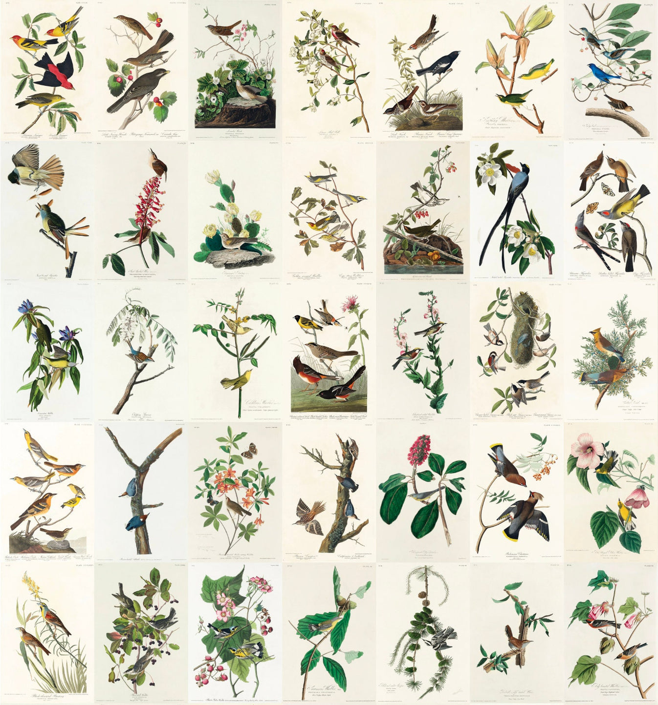 Backyard Songbirds 4"x6" Collage Kit Set | Collage Kit Images ...