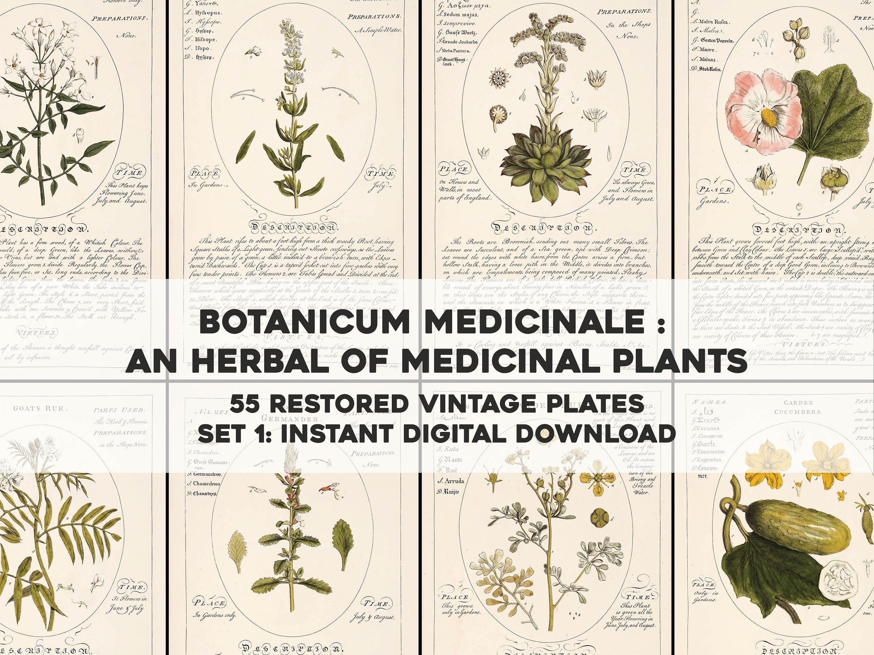 Botanicum Medicinale Set 1 | Medicinal Botanical Images - CleanArchives