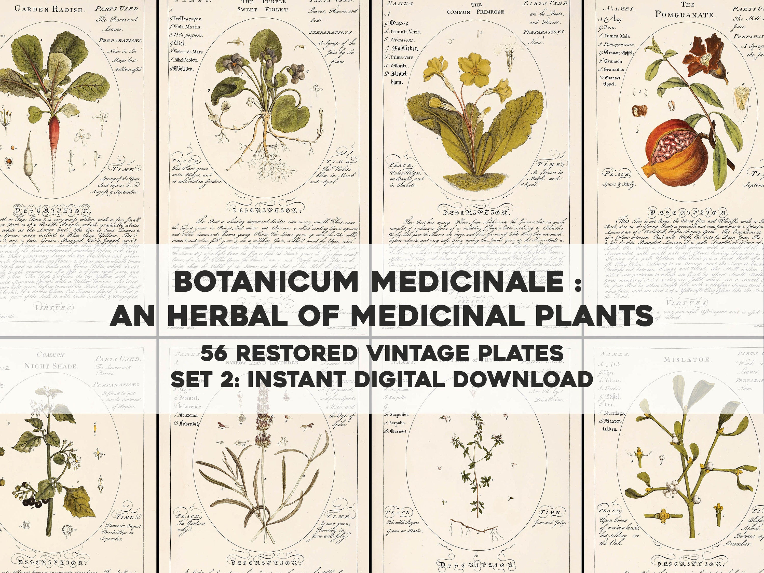 Botanicum Medicinale Set 2 | Medicinal Botanical Images - CleanArchives
