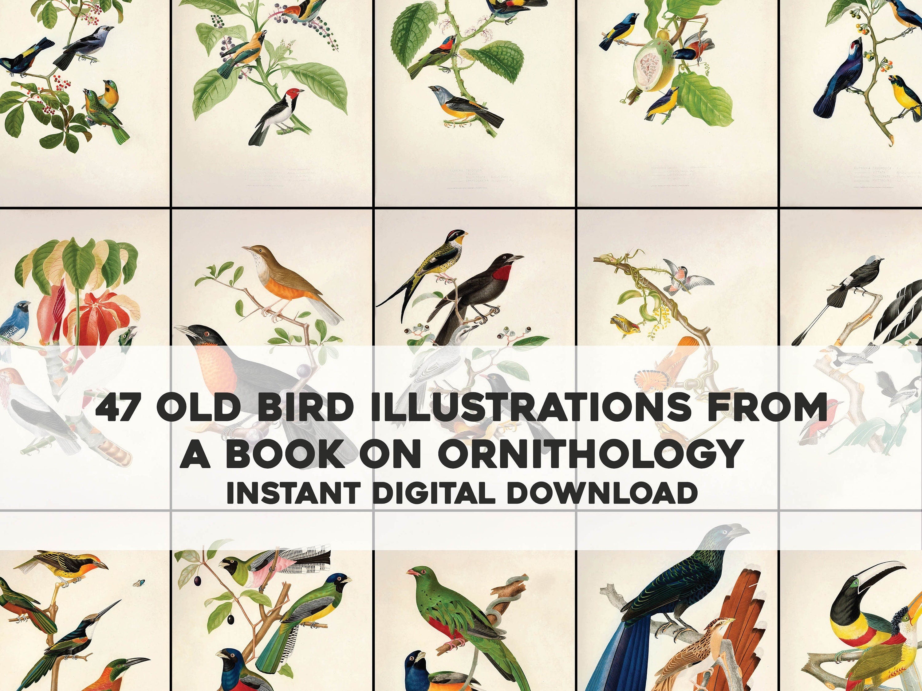 Brazilian Ornithology History of the Birds of Brazil | Bird Images ...
