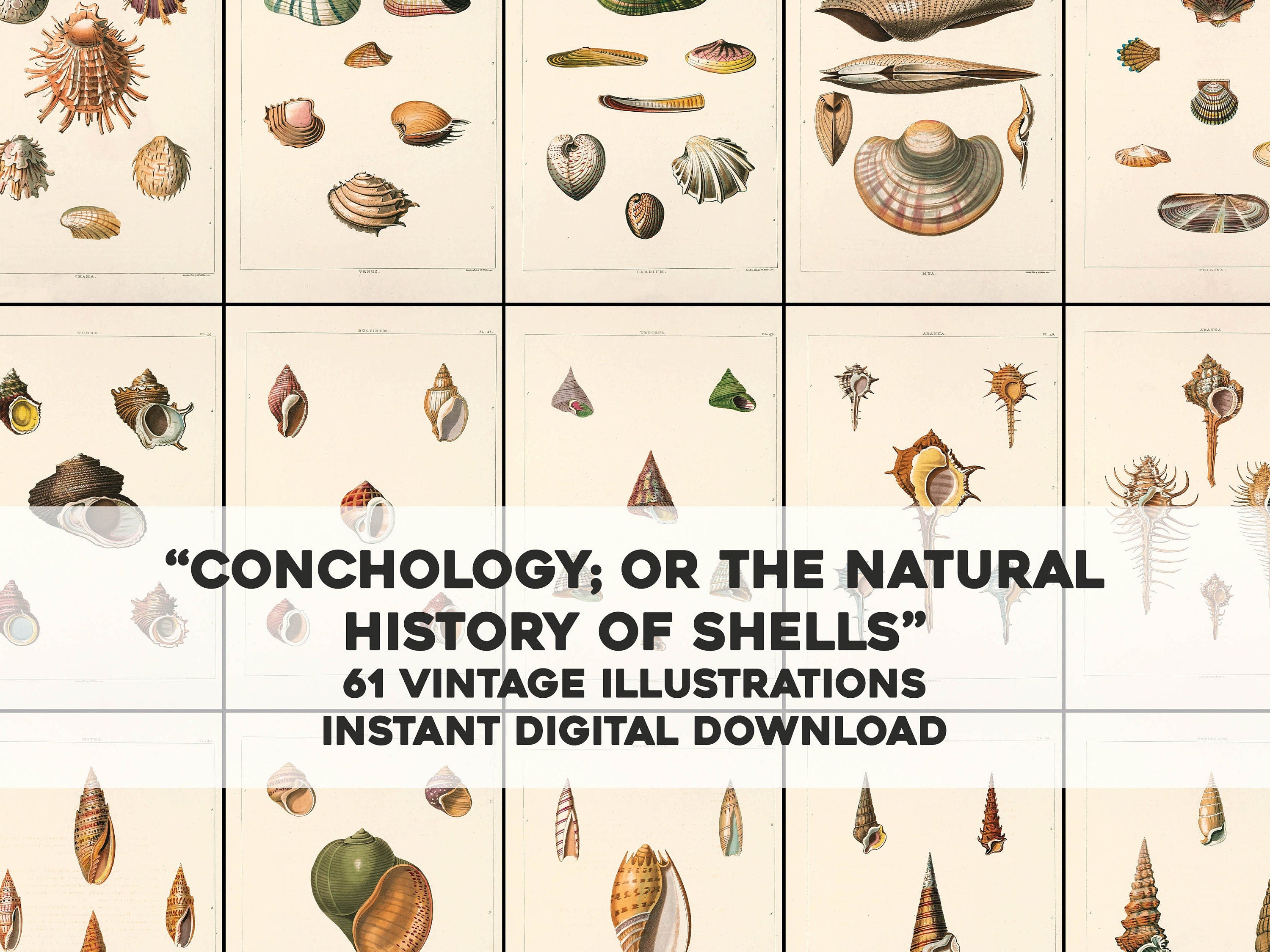 Conchology or the Natural History of Shells | Shell Images - CleanArchives