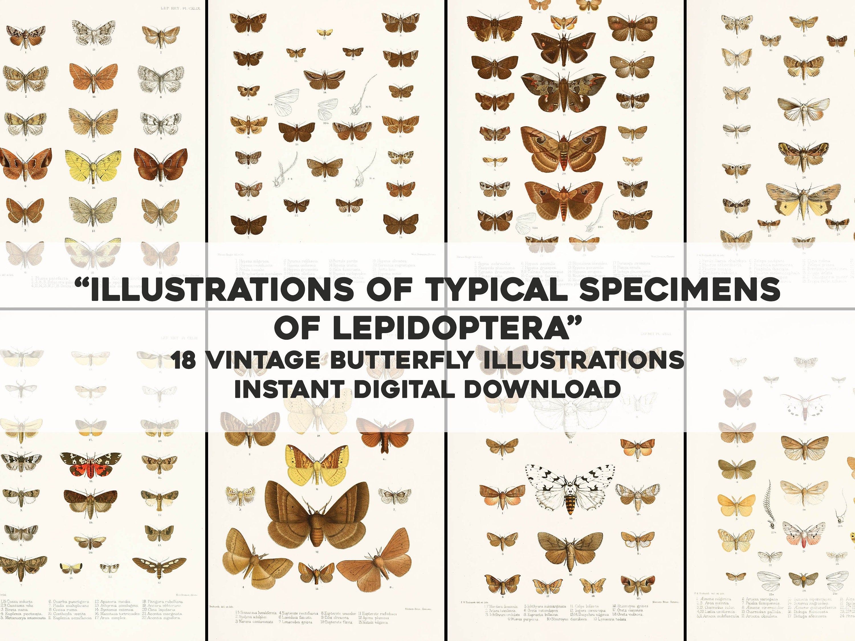 Illustrations of Typical Species of Lepidoptera | Insect Images ...