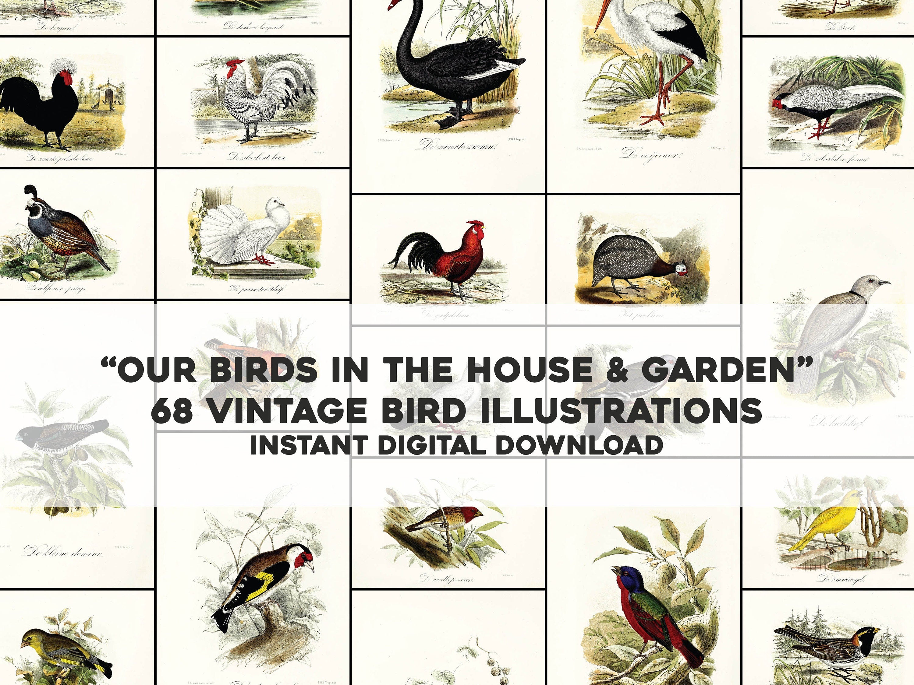 Our Birds in the House and Garden | Bird Images - CleanArchives