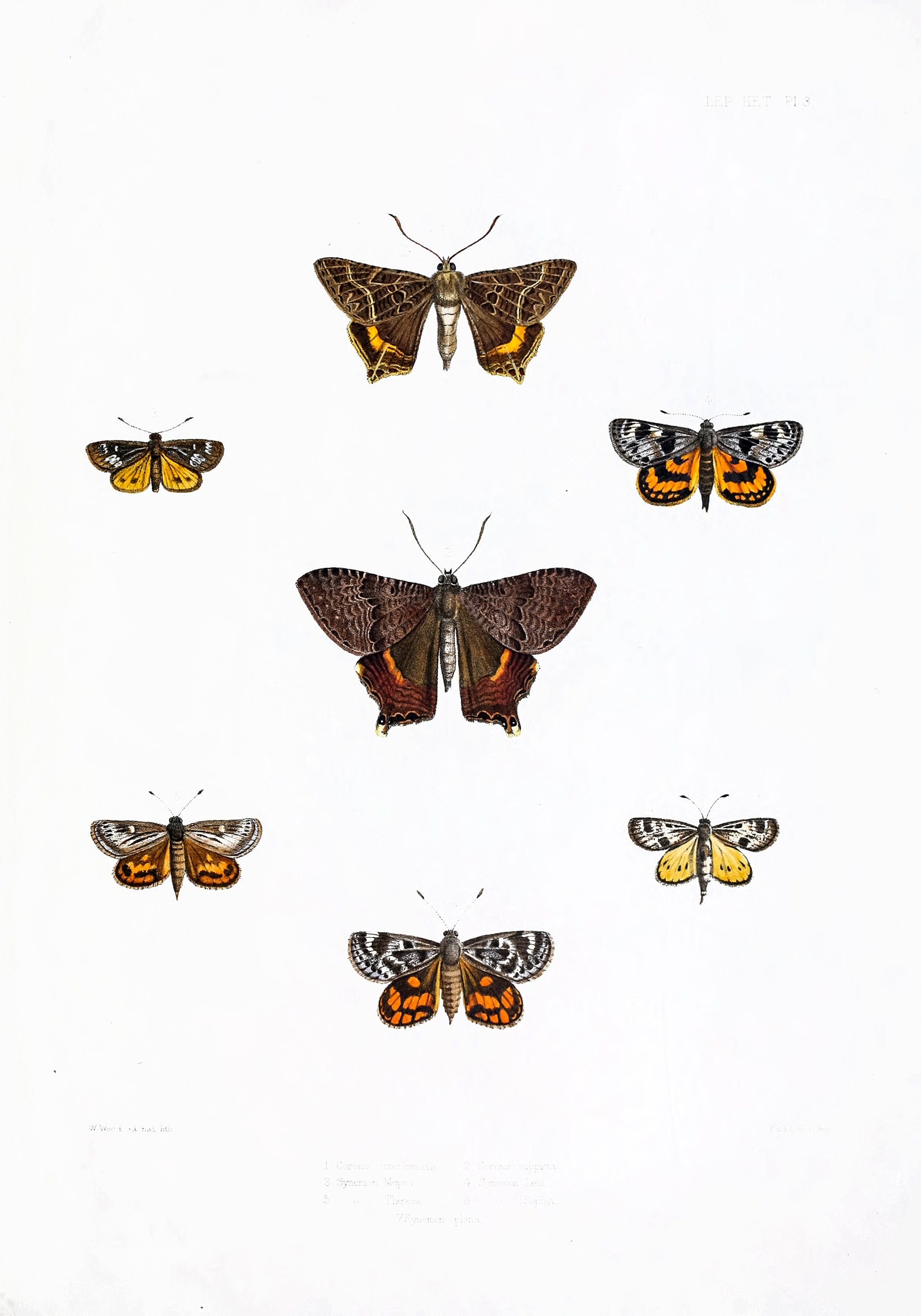 Illustrations of Typical Specimens of Lepidoptera Heterocera | Insect ...