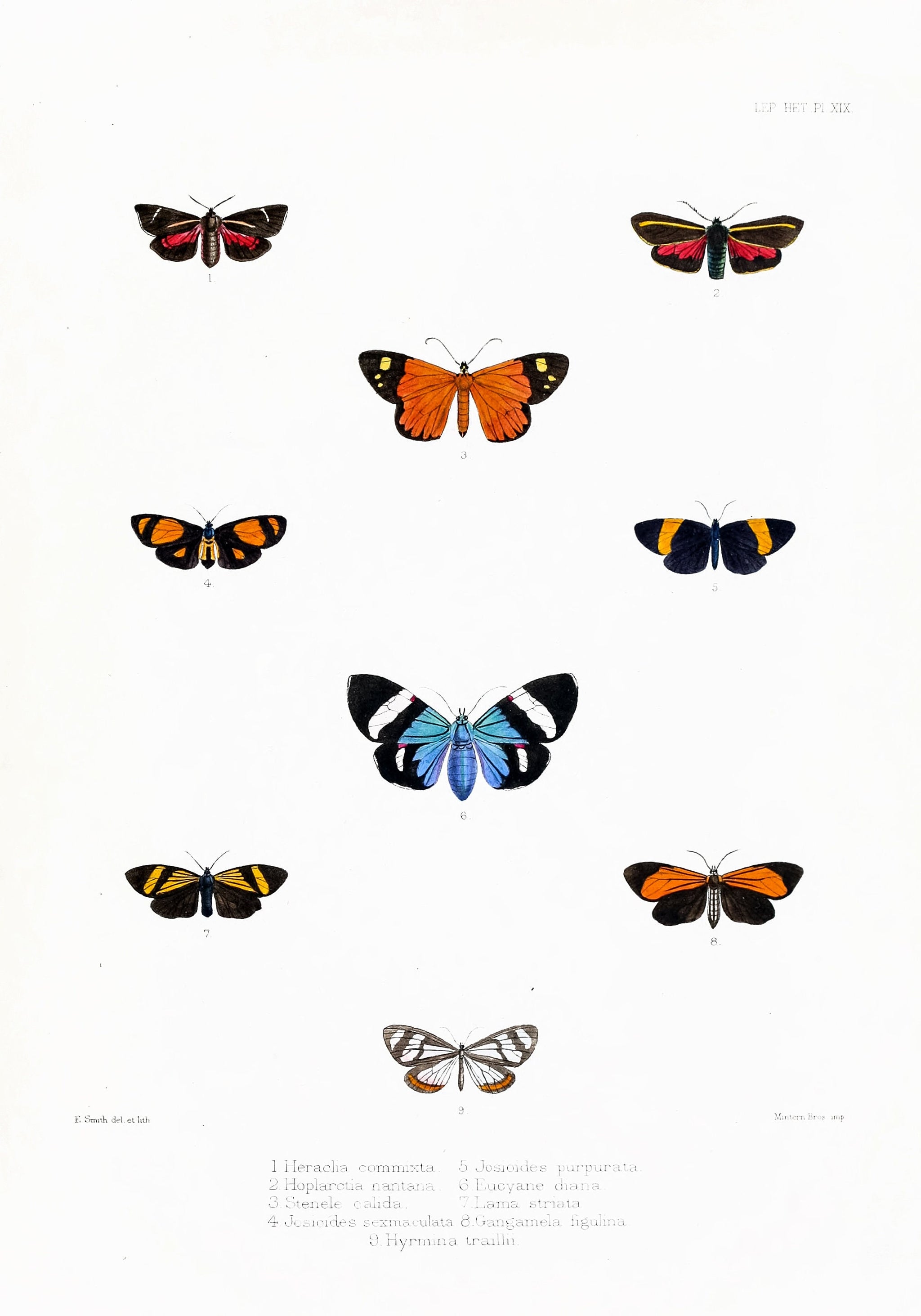 Illustrations of Typical Specimens of Lepidoptera Heterocera | Insect ...