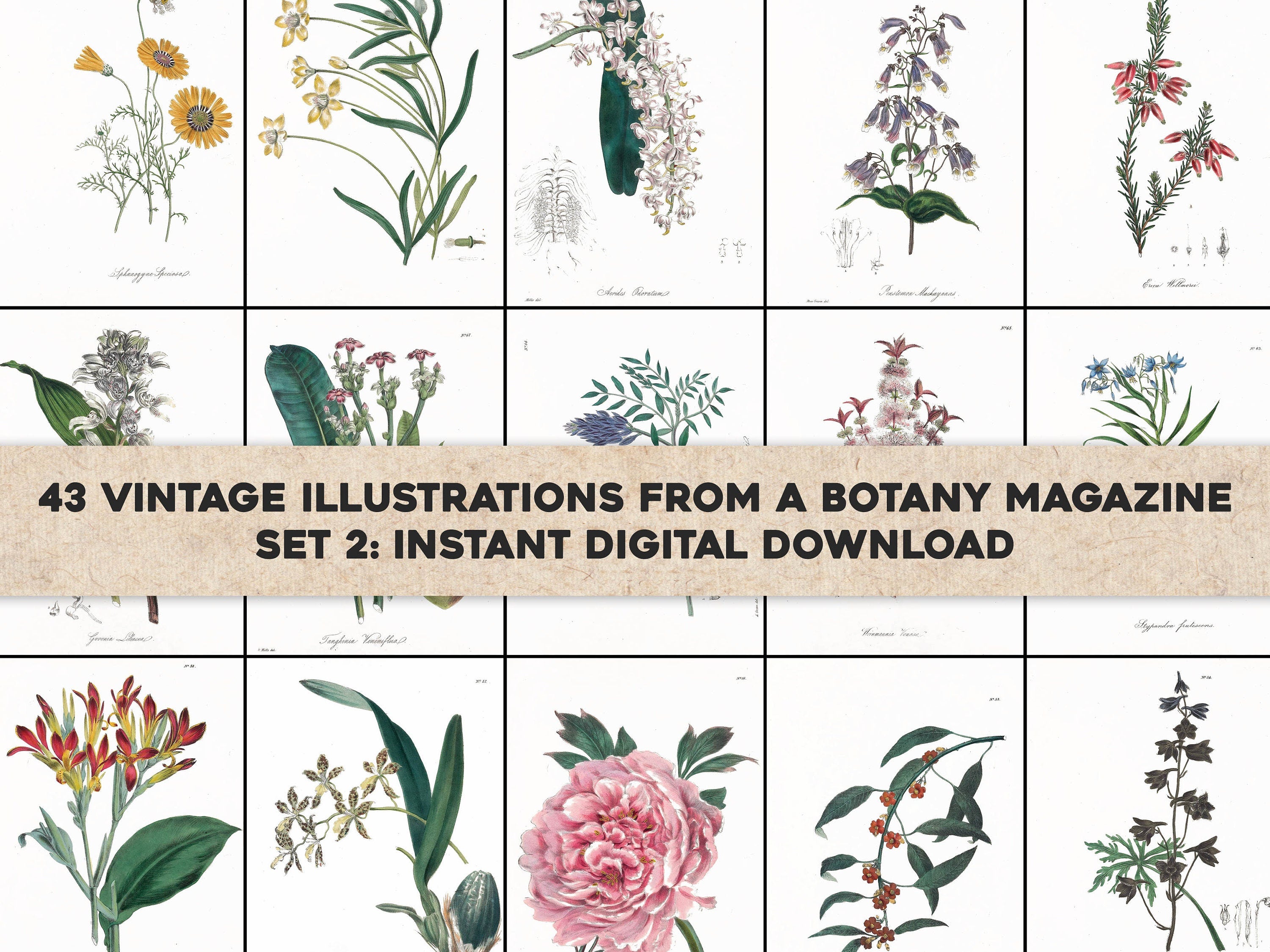 The Floral Cabinet & Magazine of Exotic Botany Set 2 | Flower Images ...
