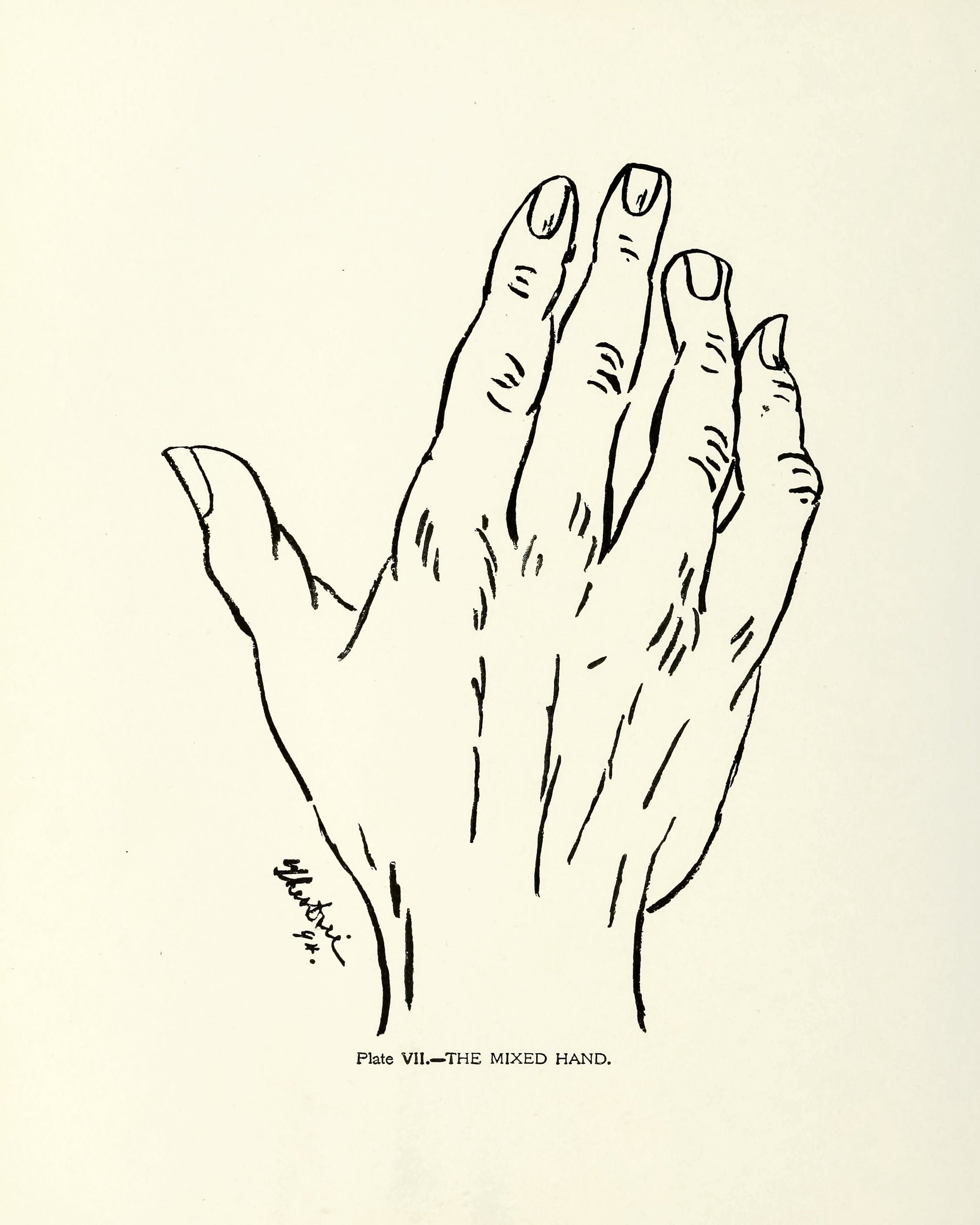 Cheiro's Language of the Hand | Esoteric Images - CleanArchives