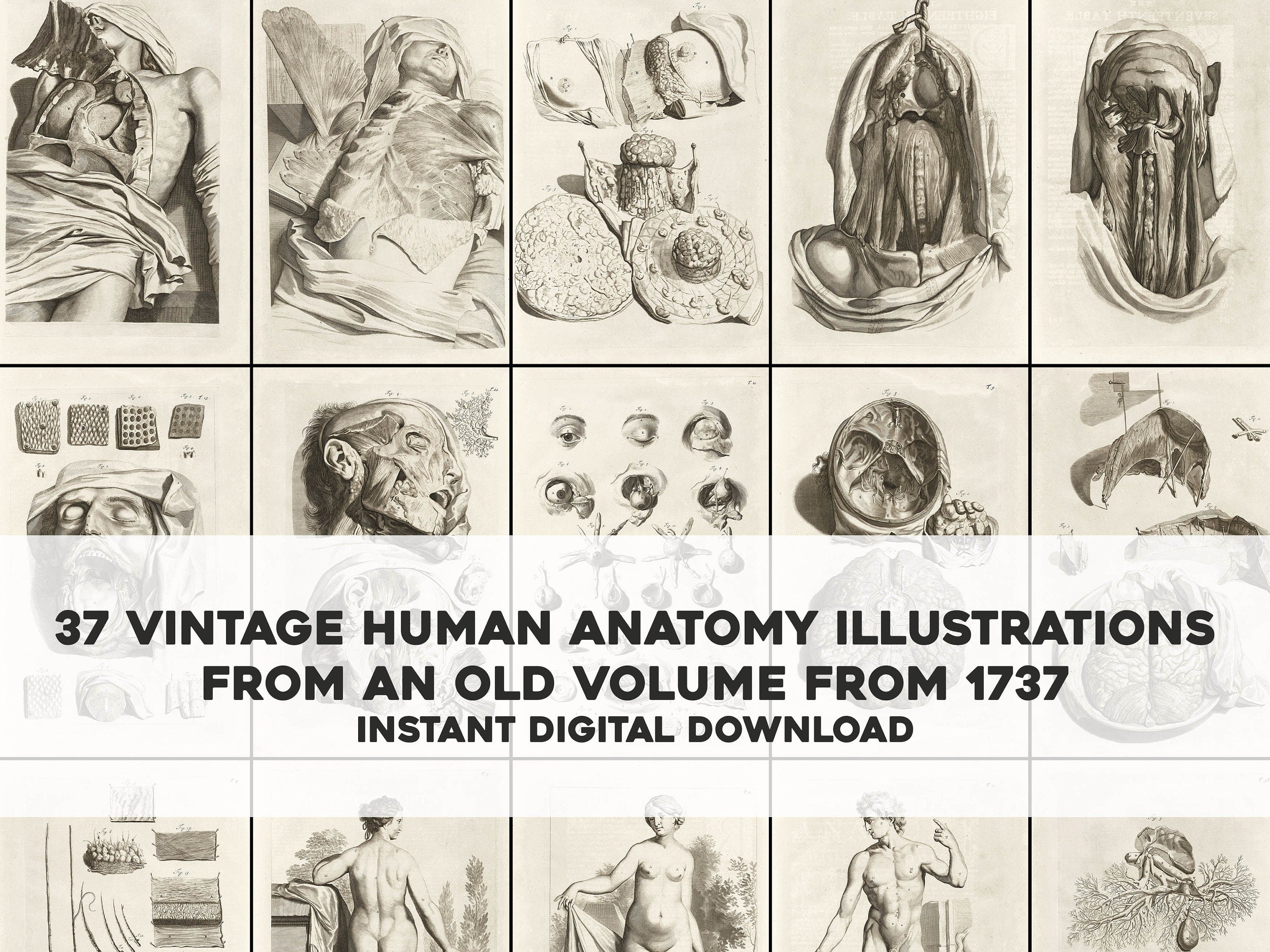 The Anatomy of Human Bodies Drawn After Life Set 1 | Anatomy Images ...