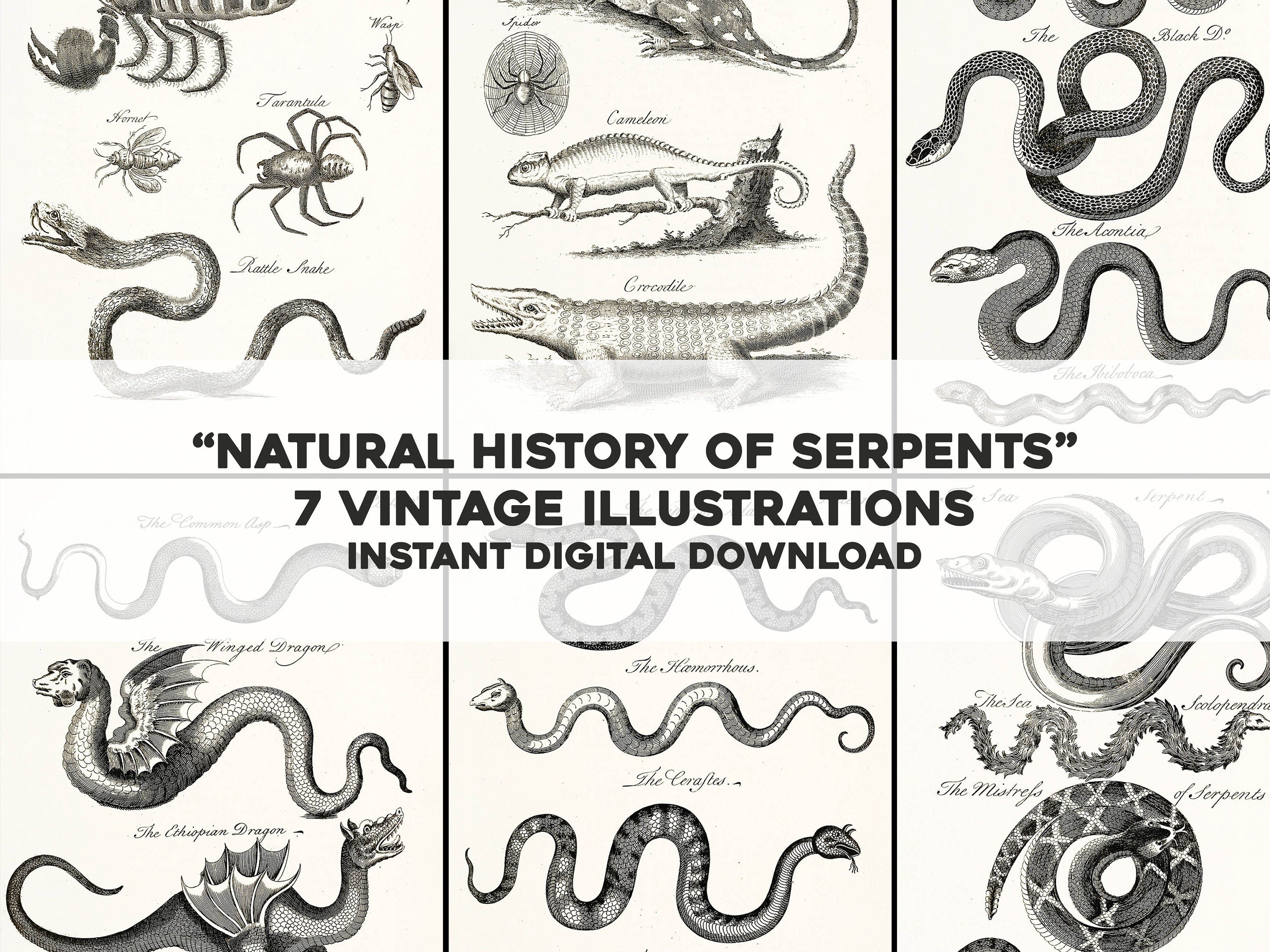 Natural History of Serpents | Animal Images - CleanArchives