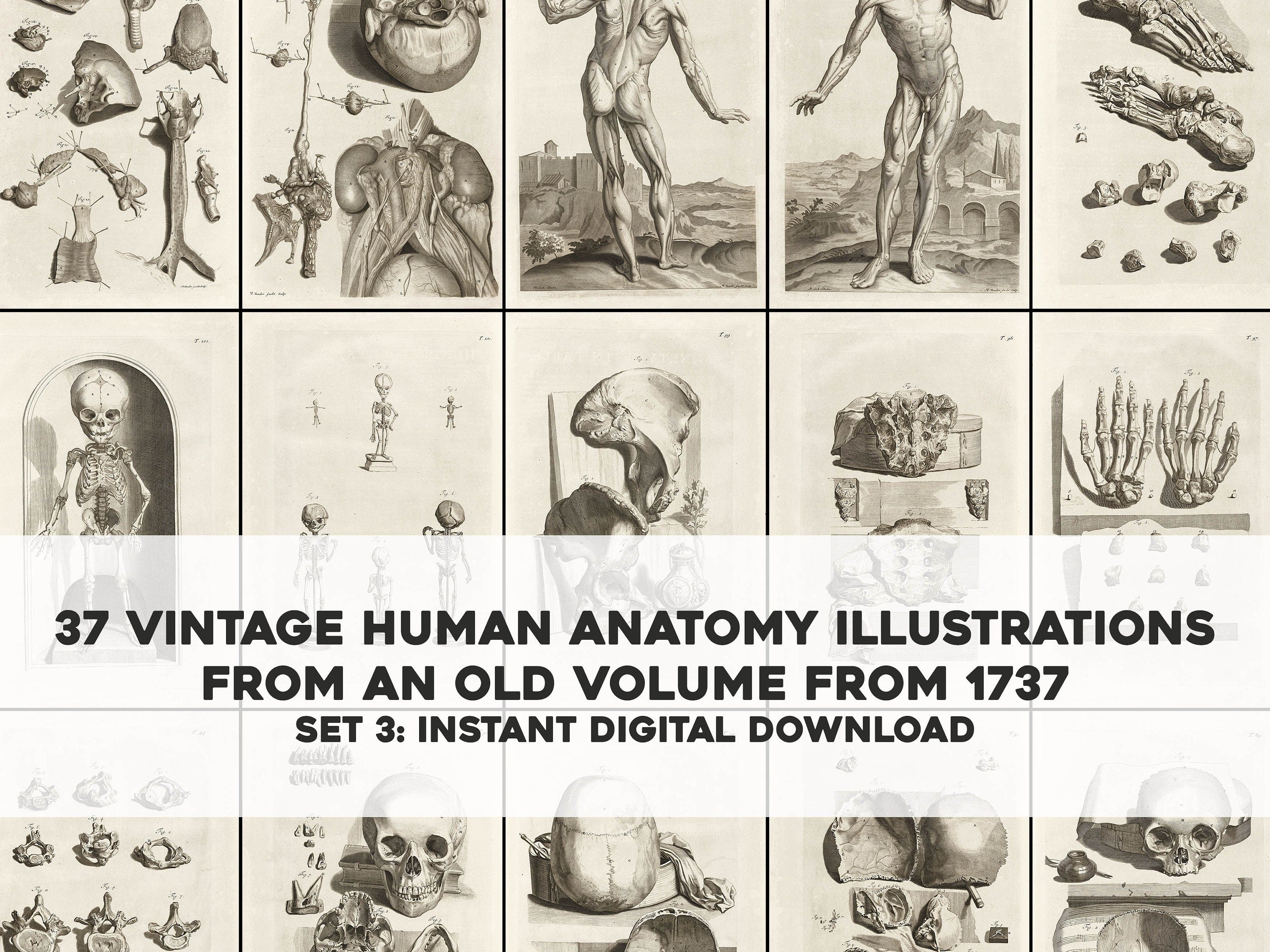 The Anatomy of Human Bodies Drawn After Life Set 3 | Anatomy Images ...